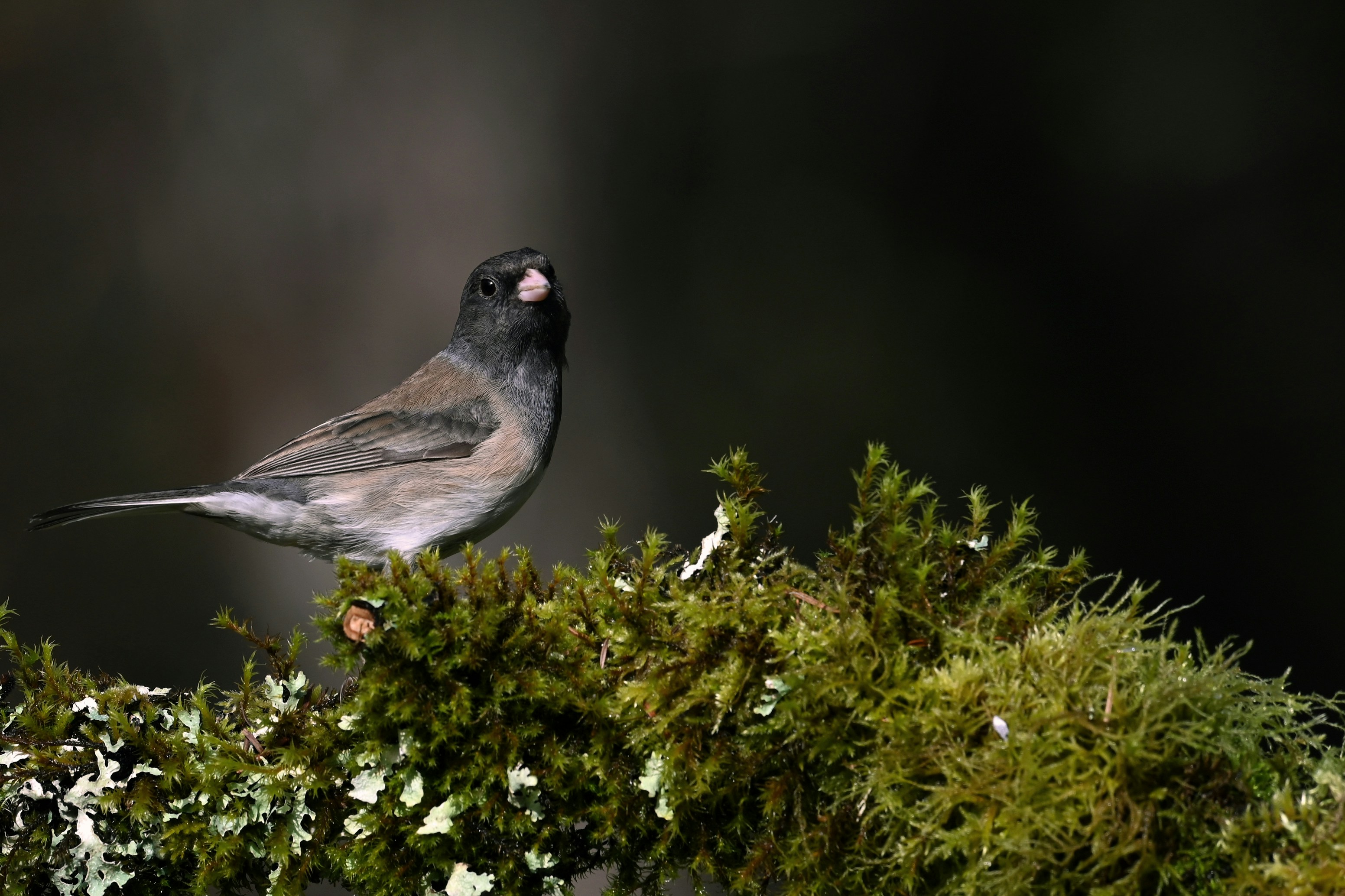Tiny Visitor on Mossy Perch