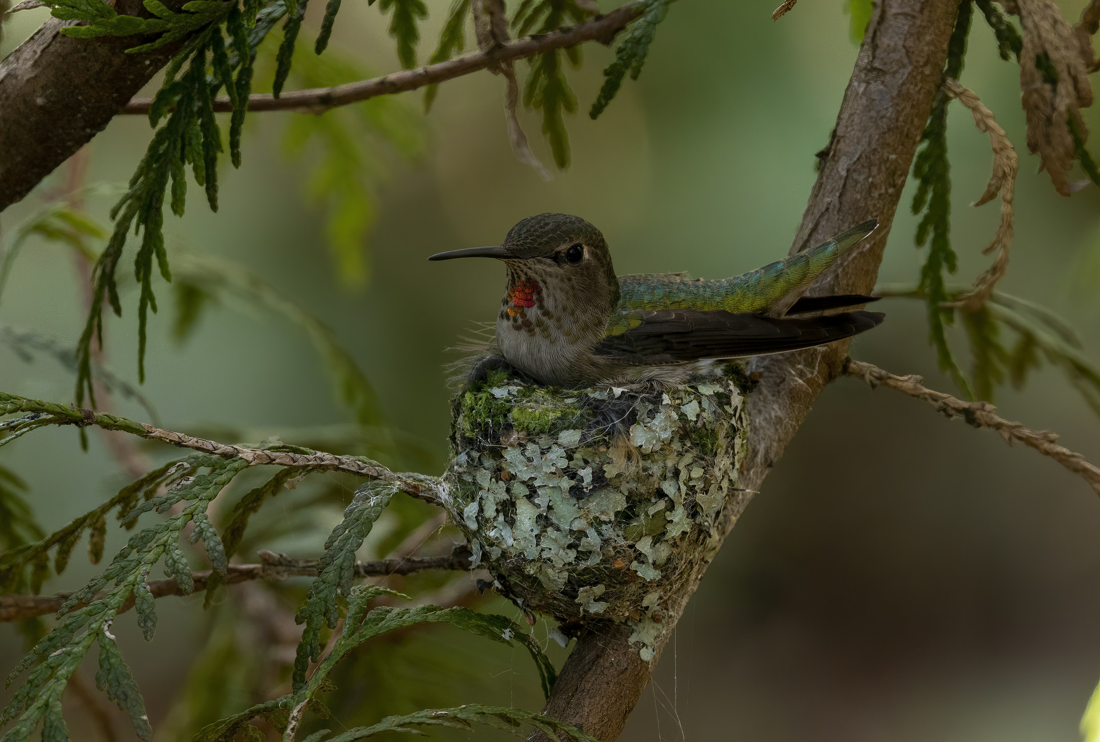 Hummingbird perched on a mossy branch, framed among conifer needles with soft, natural backlight. The image captures a close portrait of the tiny bird against a blurred green background.