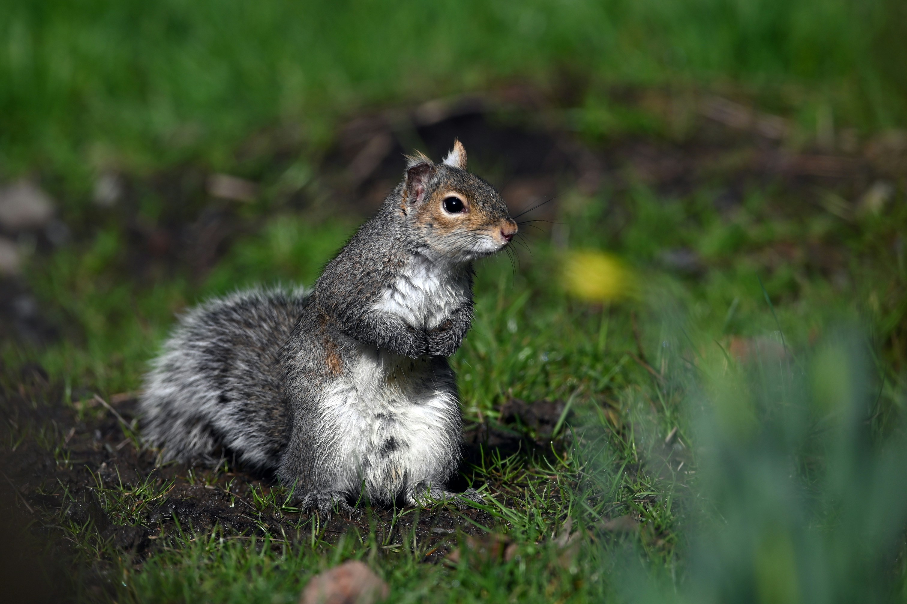 Grounded in Calm: A Squirrel Pauses in the Patch of Light