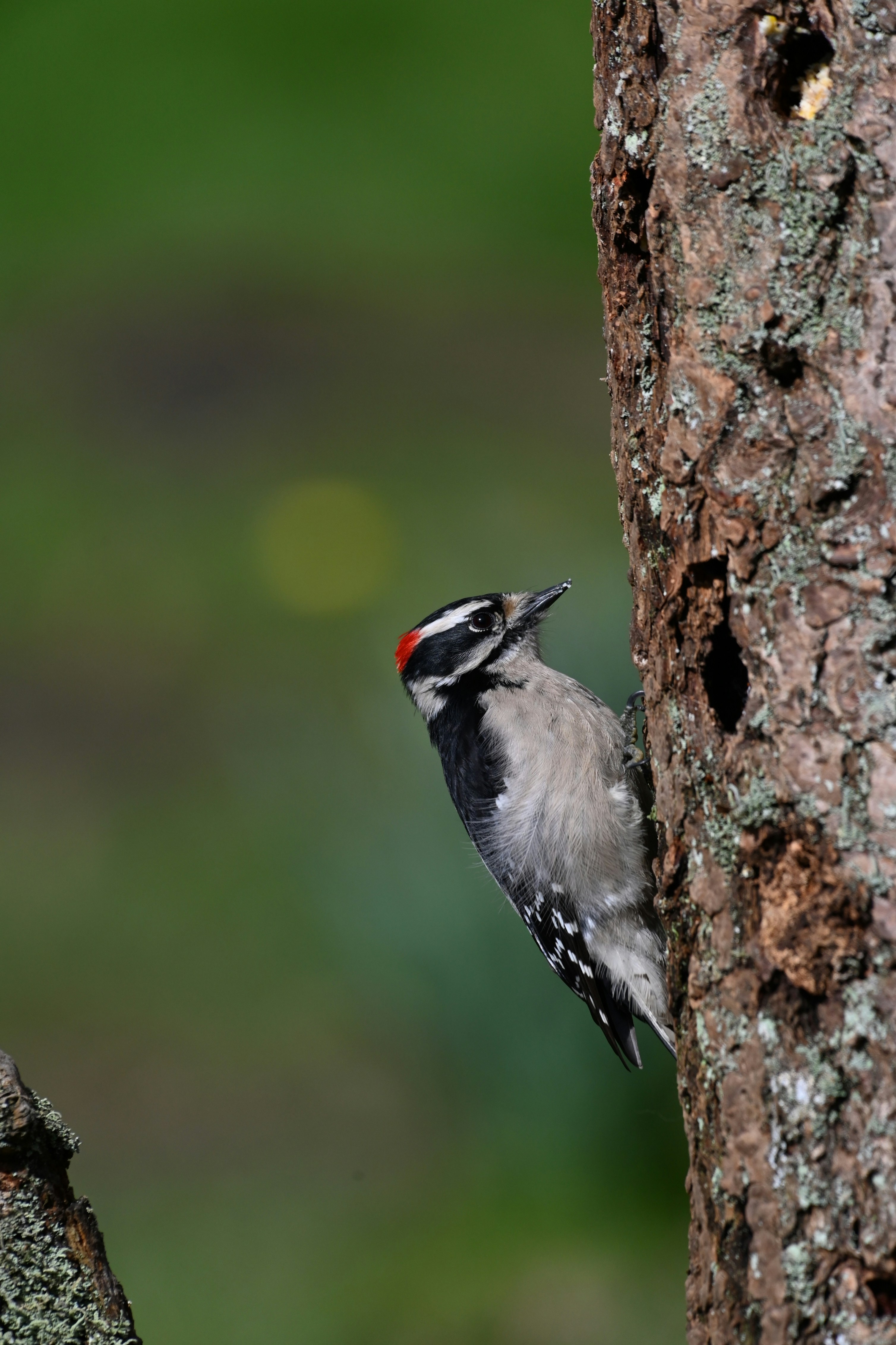 Red-capped Woodpecker Clinging to a Tree Trunk
