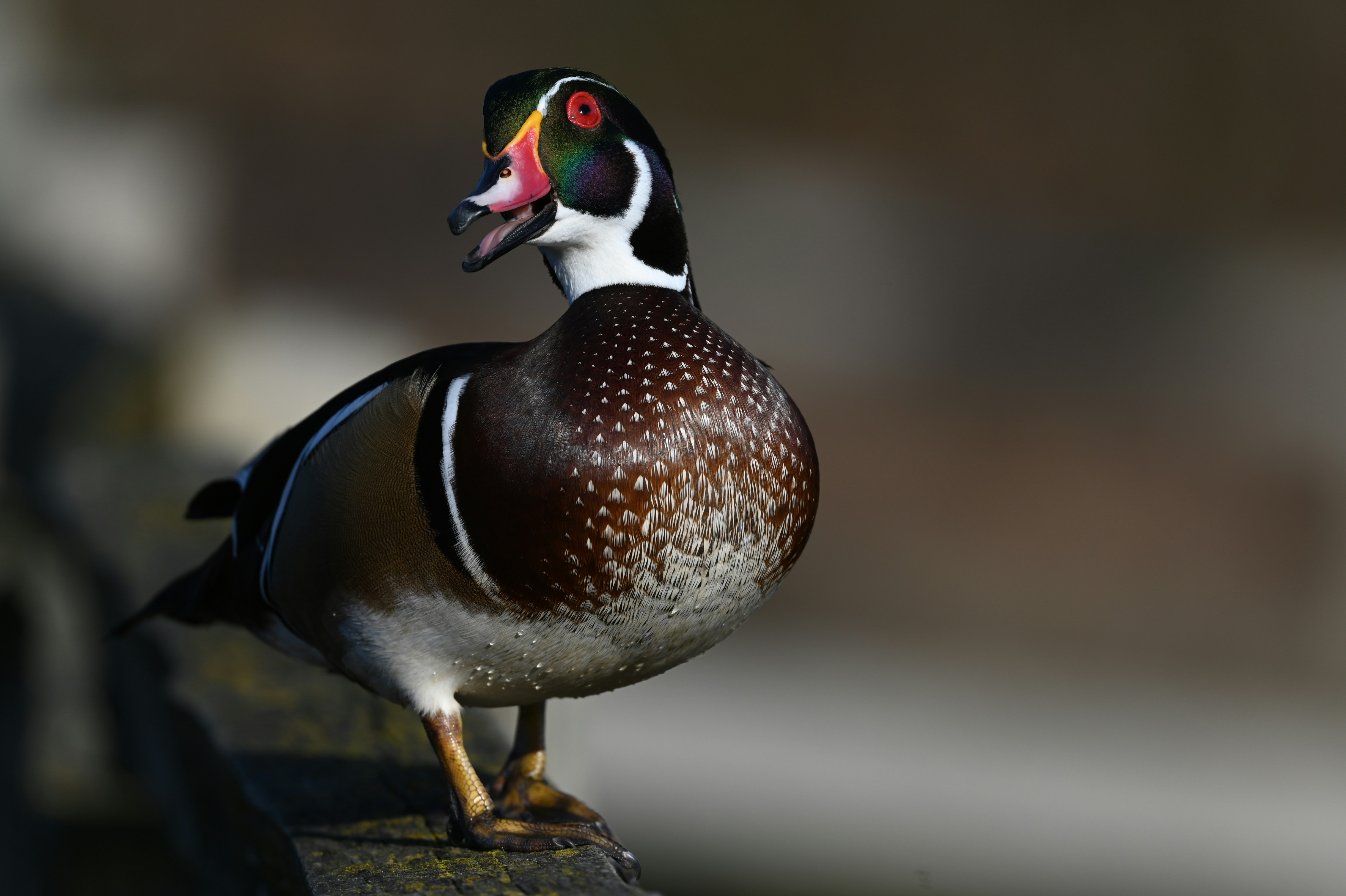 Red-eyed Wood Duck on a sunlit ledge