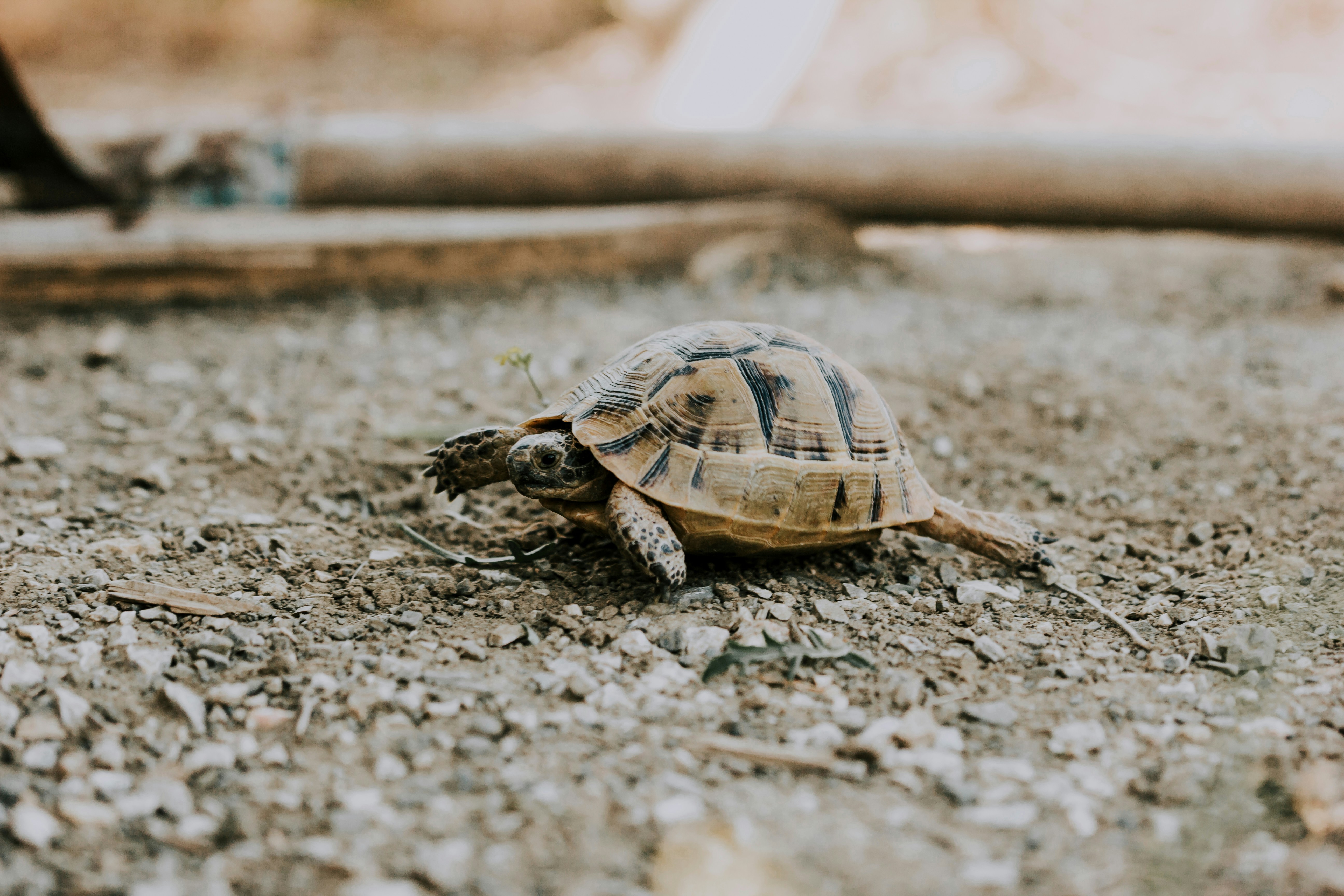 A small tortoise walking across a gravel path in soft natural light