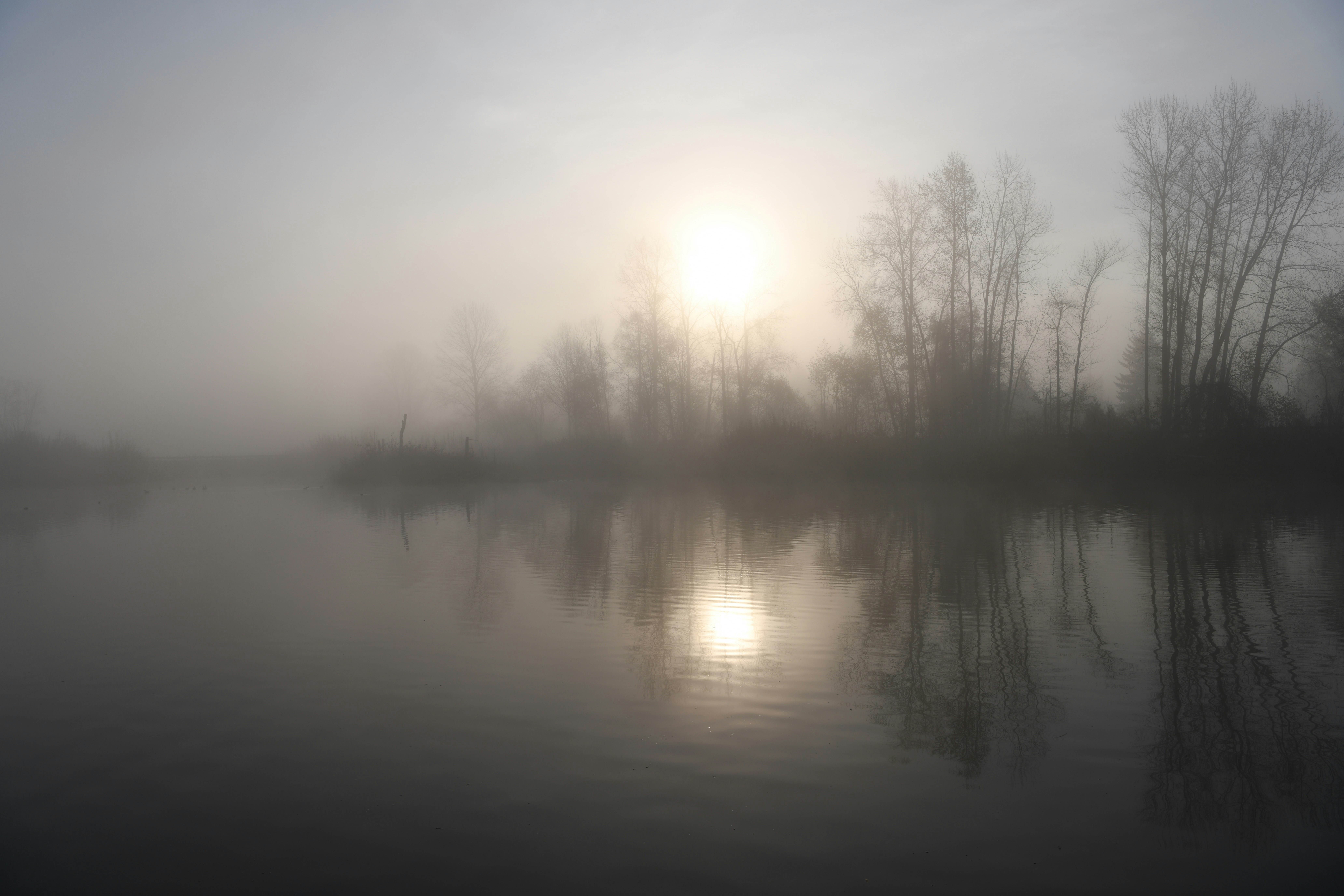 Dawn on the Mist-Softened River