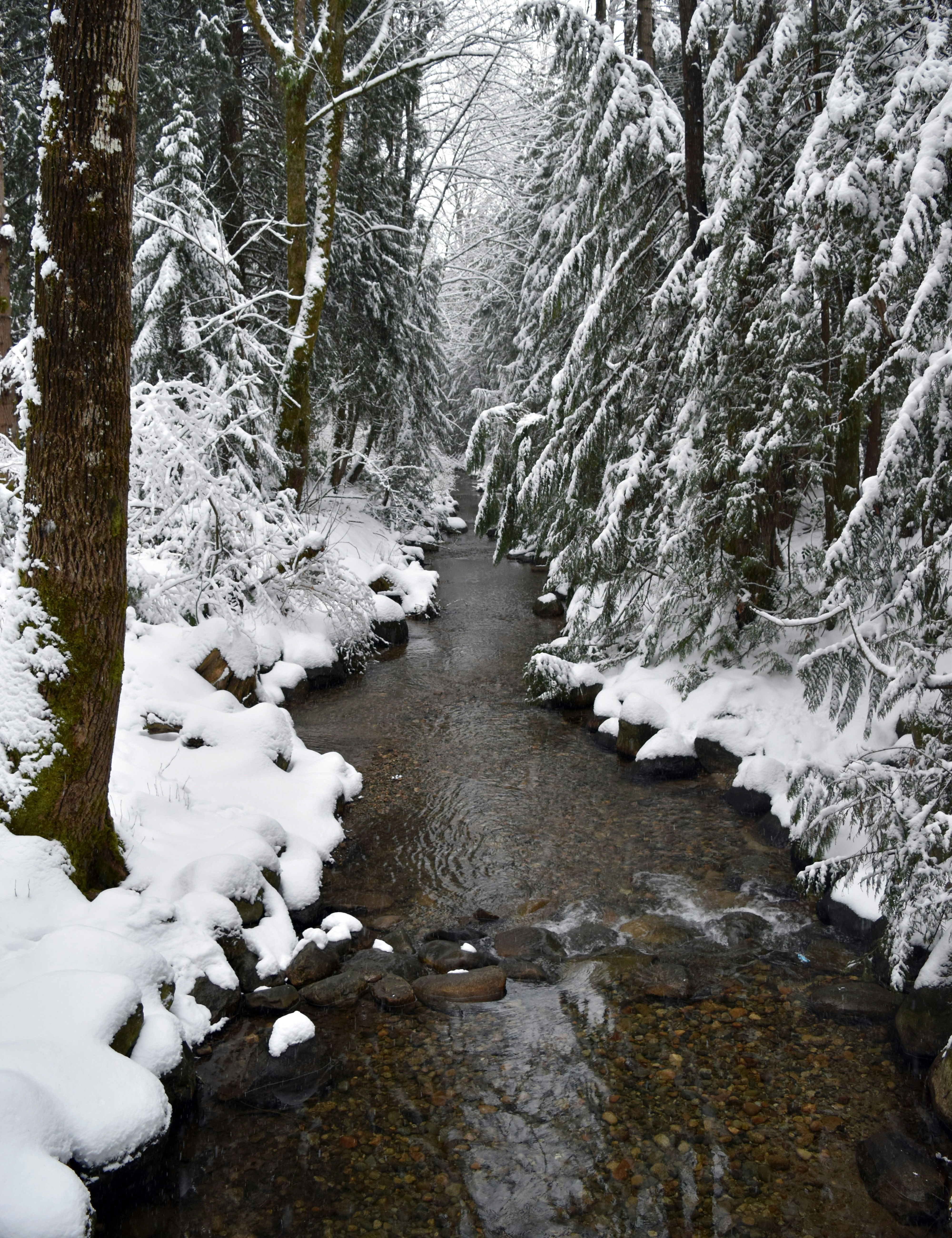 Snowbound River Through a Narrow Pine Corridor