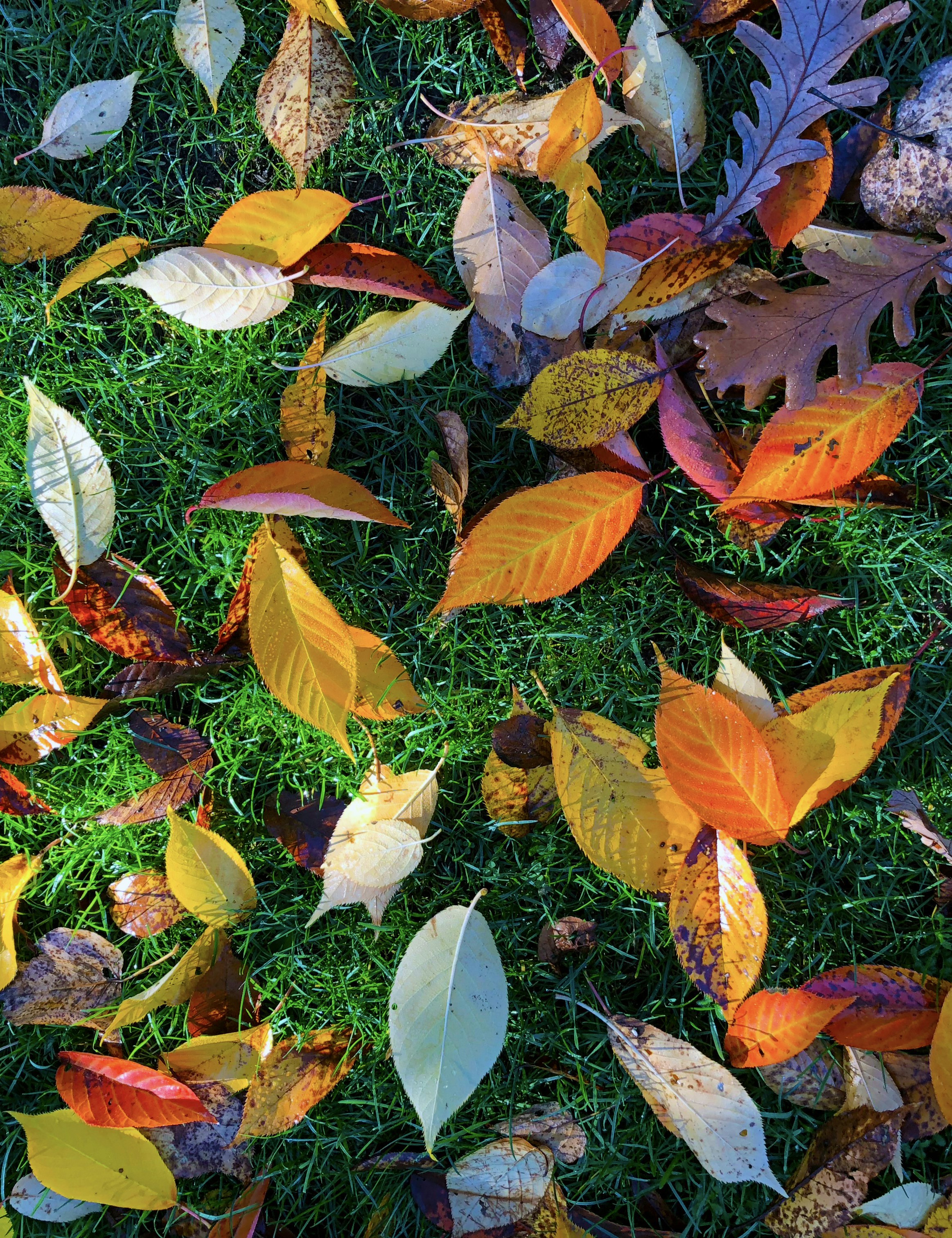 Autumn Confetti on Green Carpet