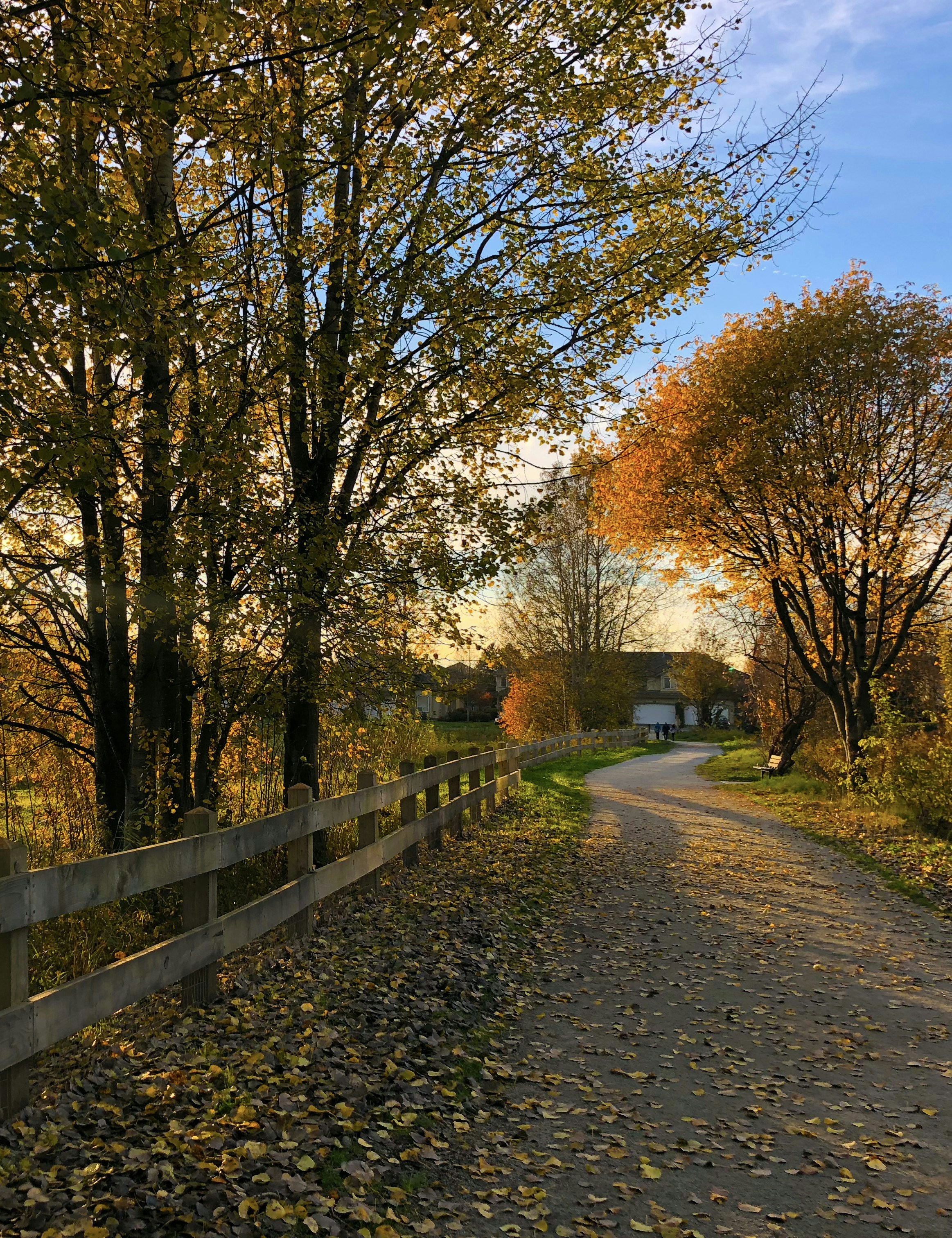 Sunlit country path lined with trees in autumnal colors and a wooden fence, leaves scattered on the gravel, leading toward a distant house under a clear blue sky.