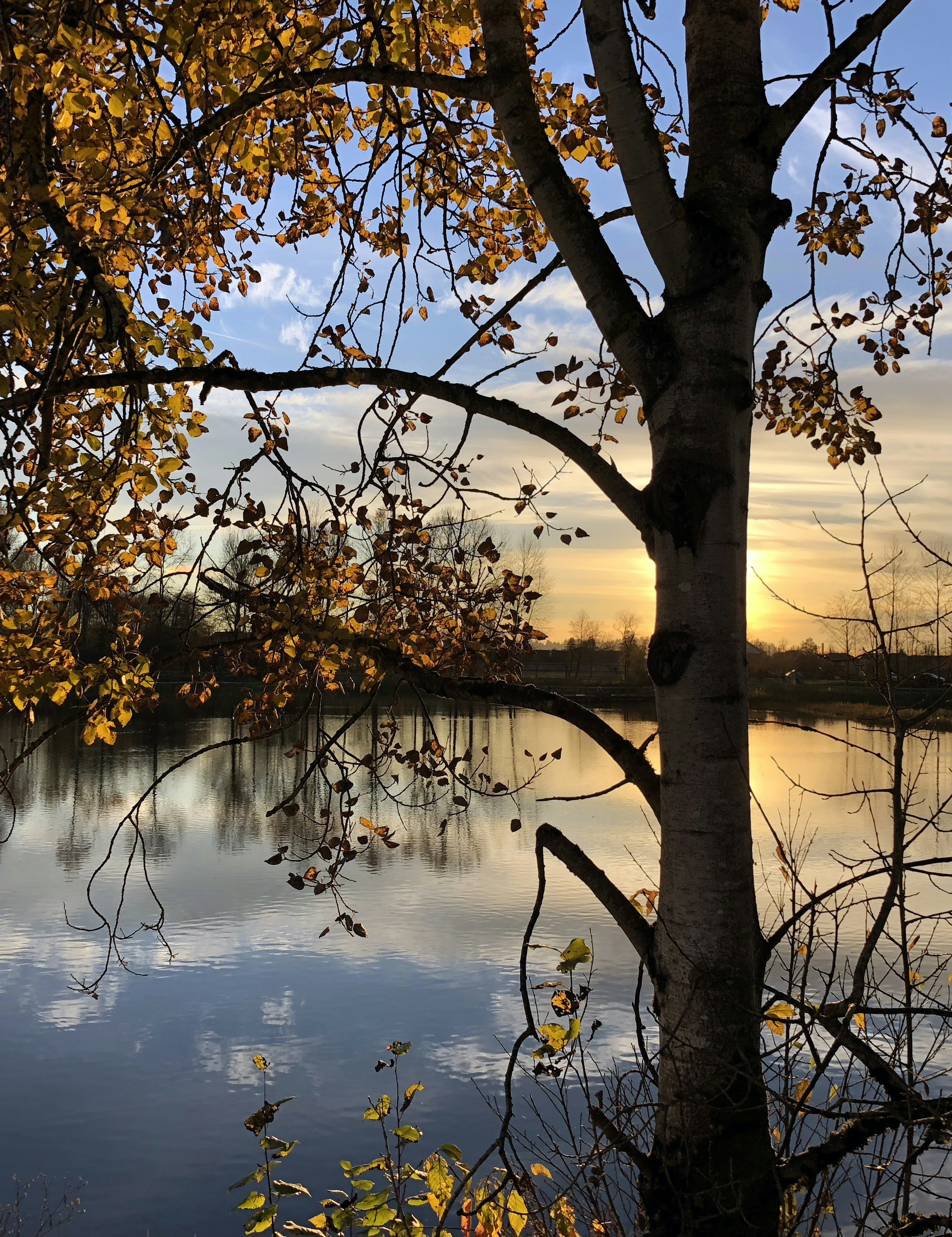 Sunlit Willows by a Quiet Lake at Dusk