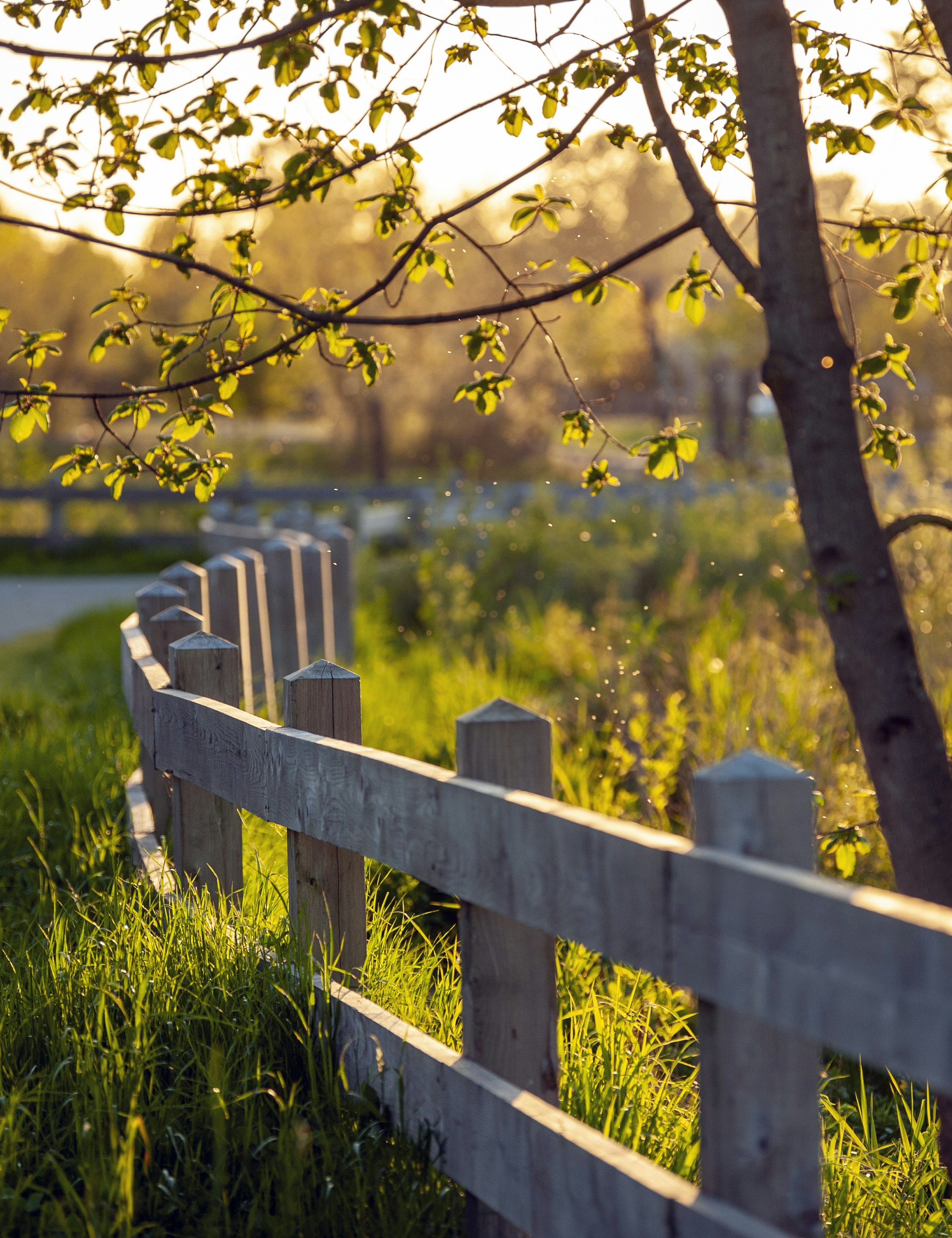 Golden Hour Gate: A Sunlit Fence Bounded by Fresh Growth