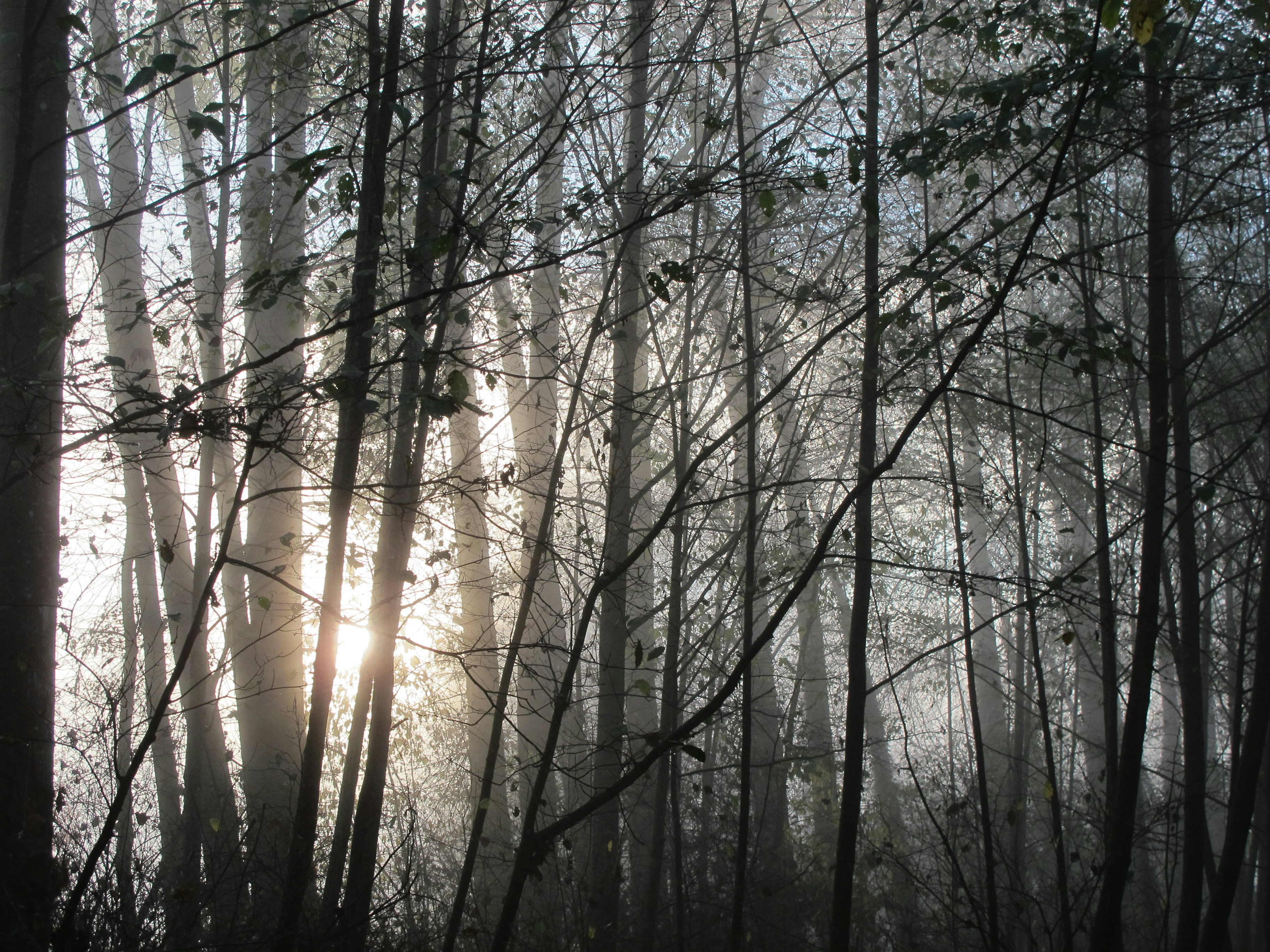 Sunlit Spine: Dawn Light Through a Misty Birch Corridor