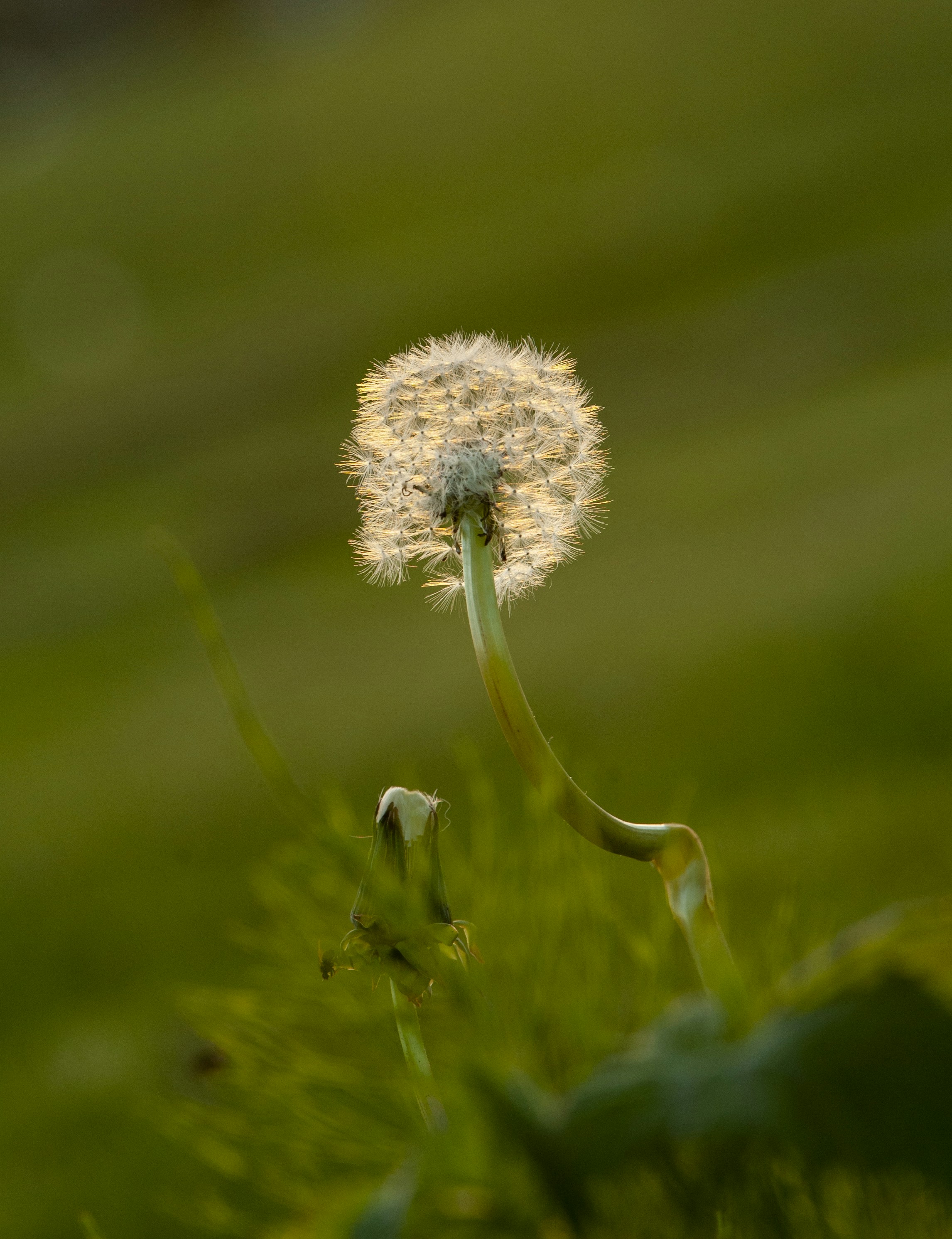 Dandelion Crown Against a Quiet Green Field