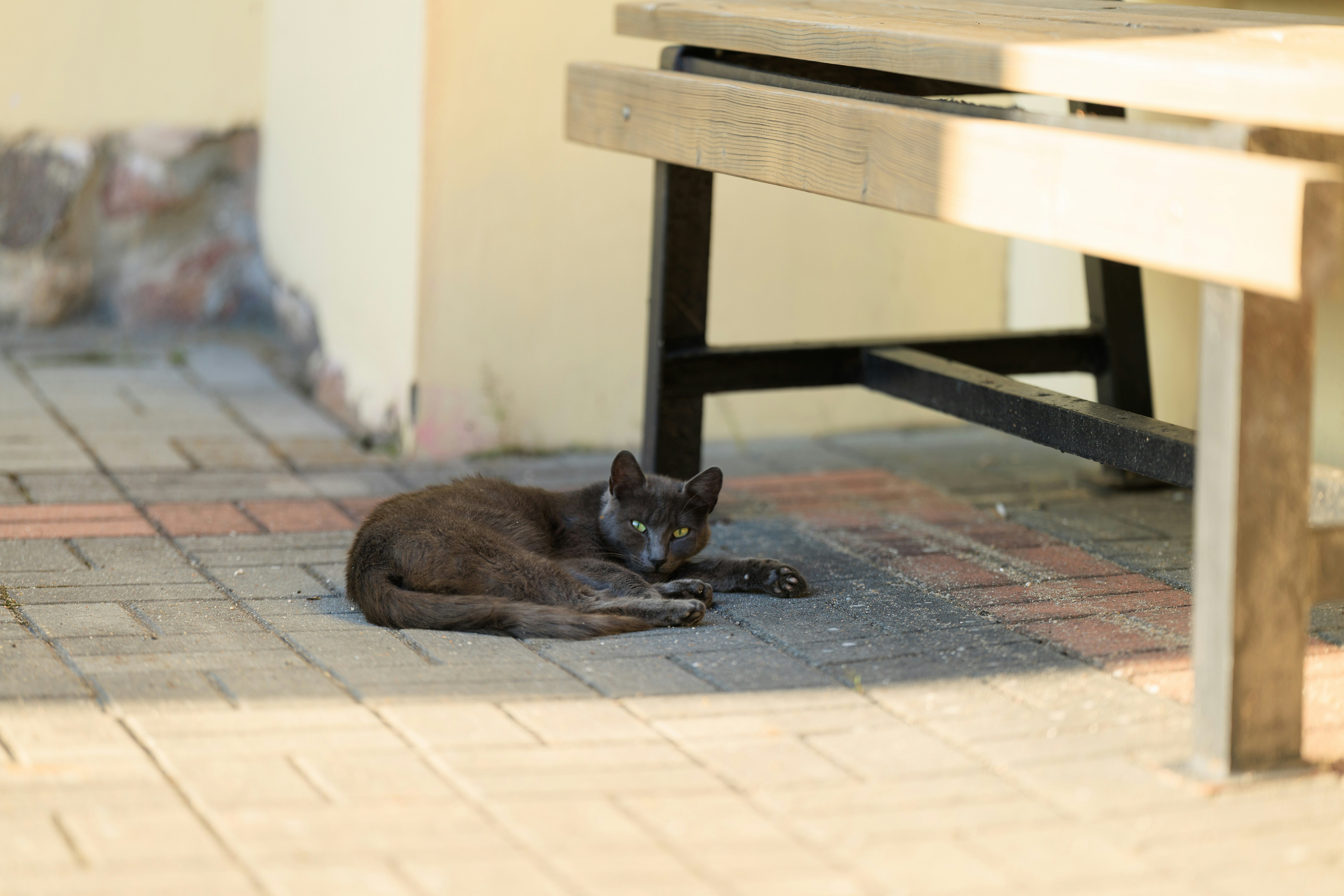 Black Cat Resting Under the Bench on Sunlit Patio
