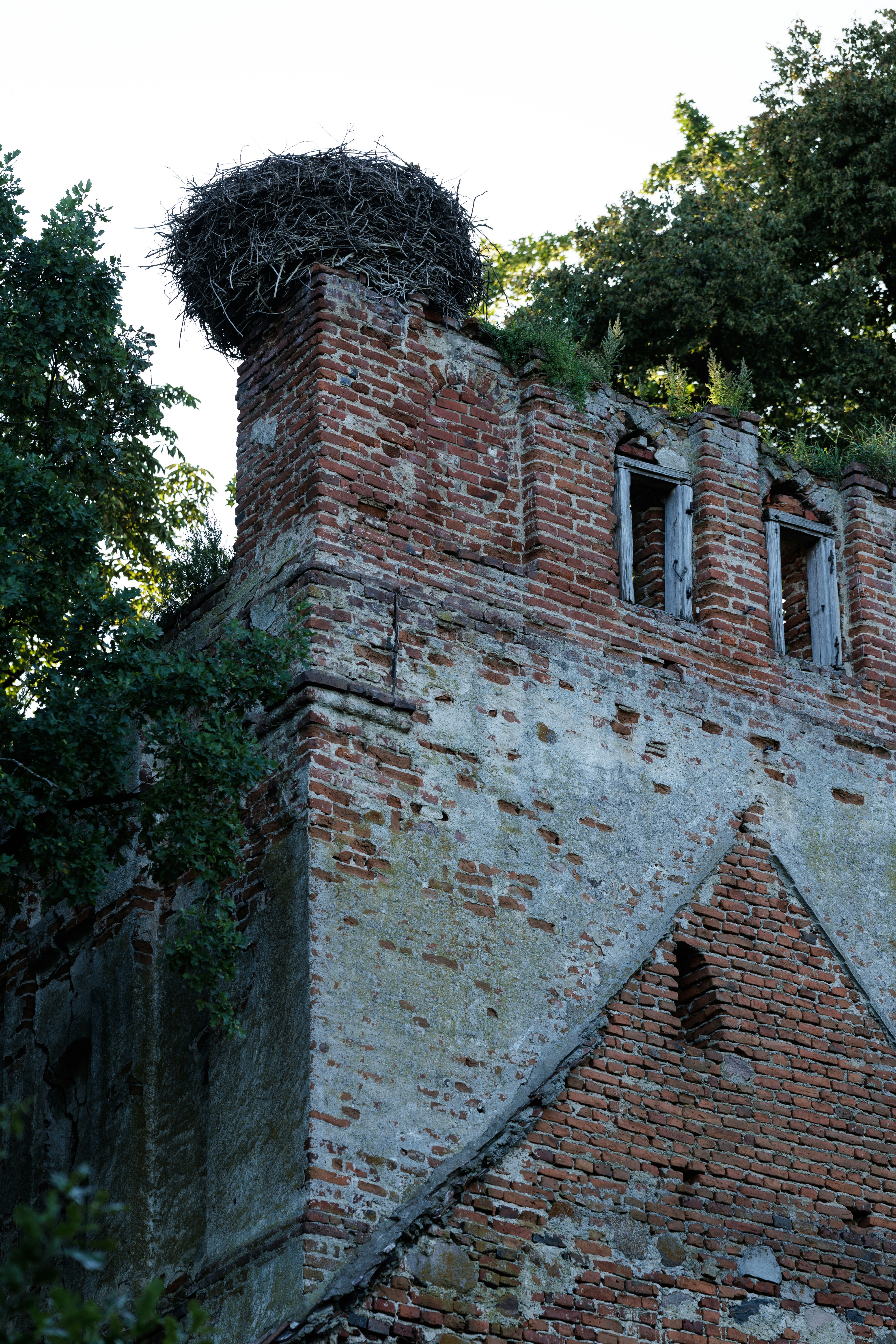 Nest on the Brick Chimney: A Weathered Summit