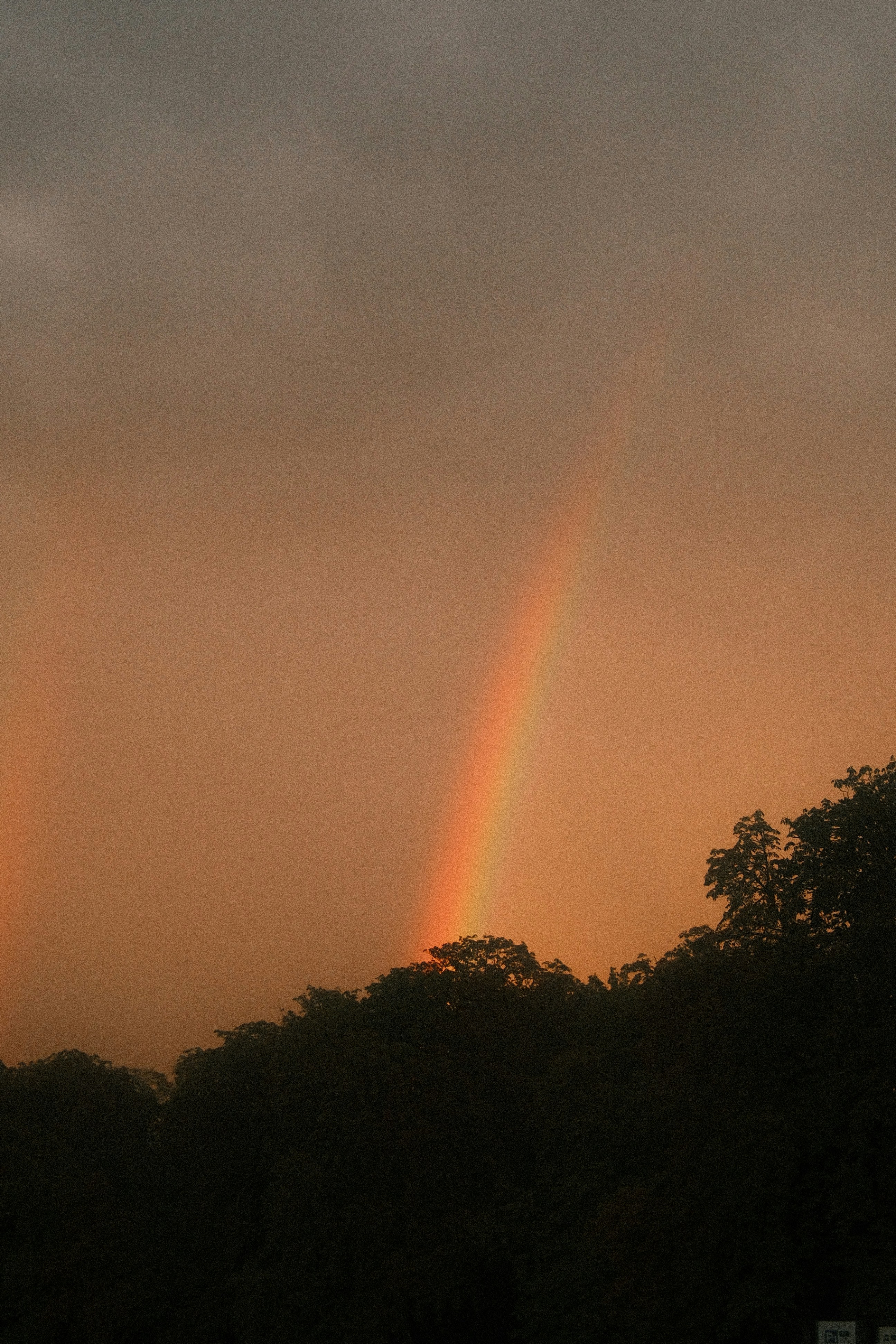 Rainbow Arch Over Silent Timber at Dusk