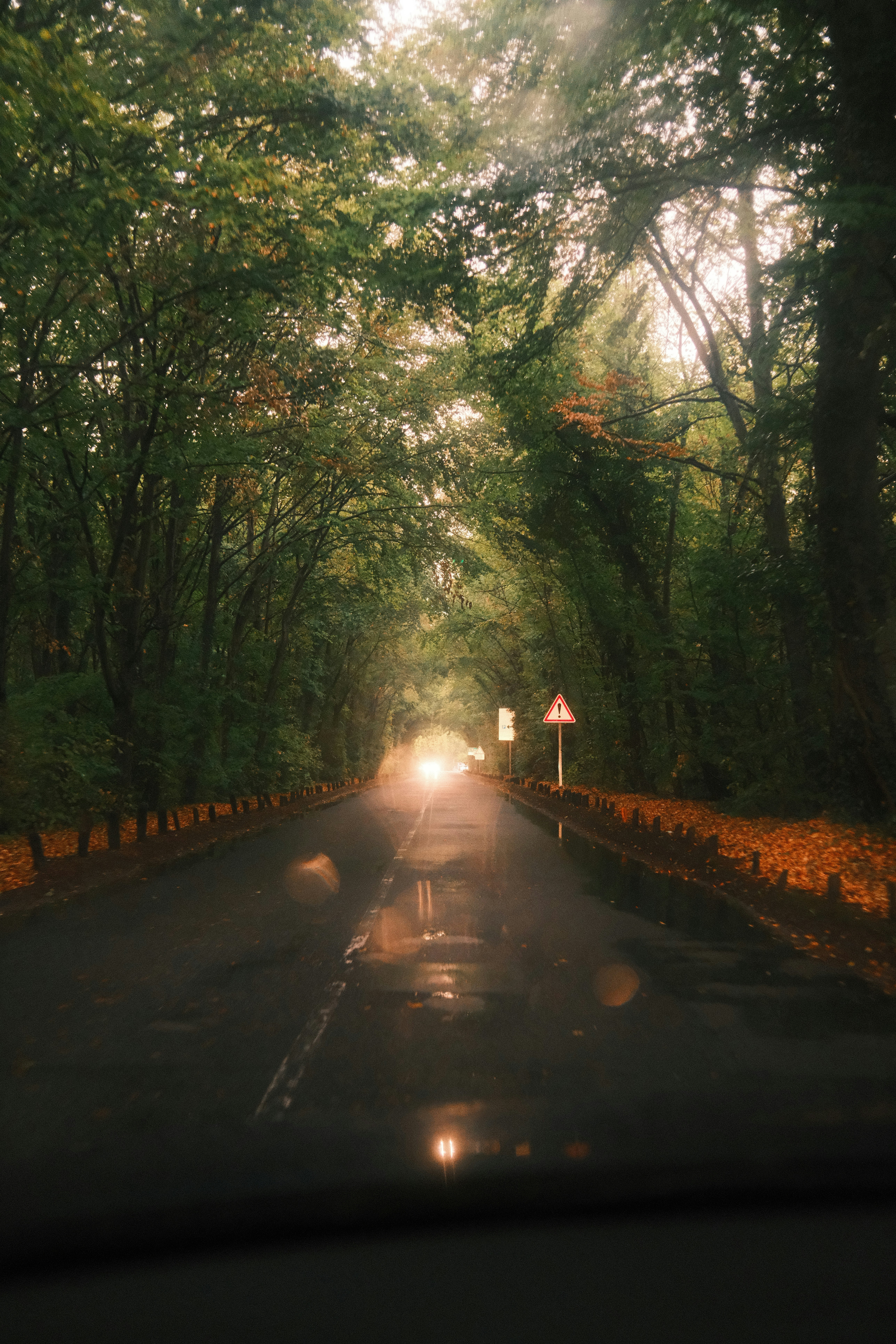 Misted Forest Road: A Quiet Drive Toward the Distant Light