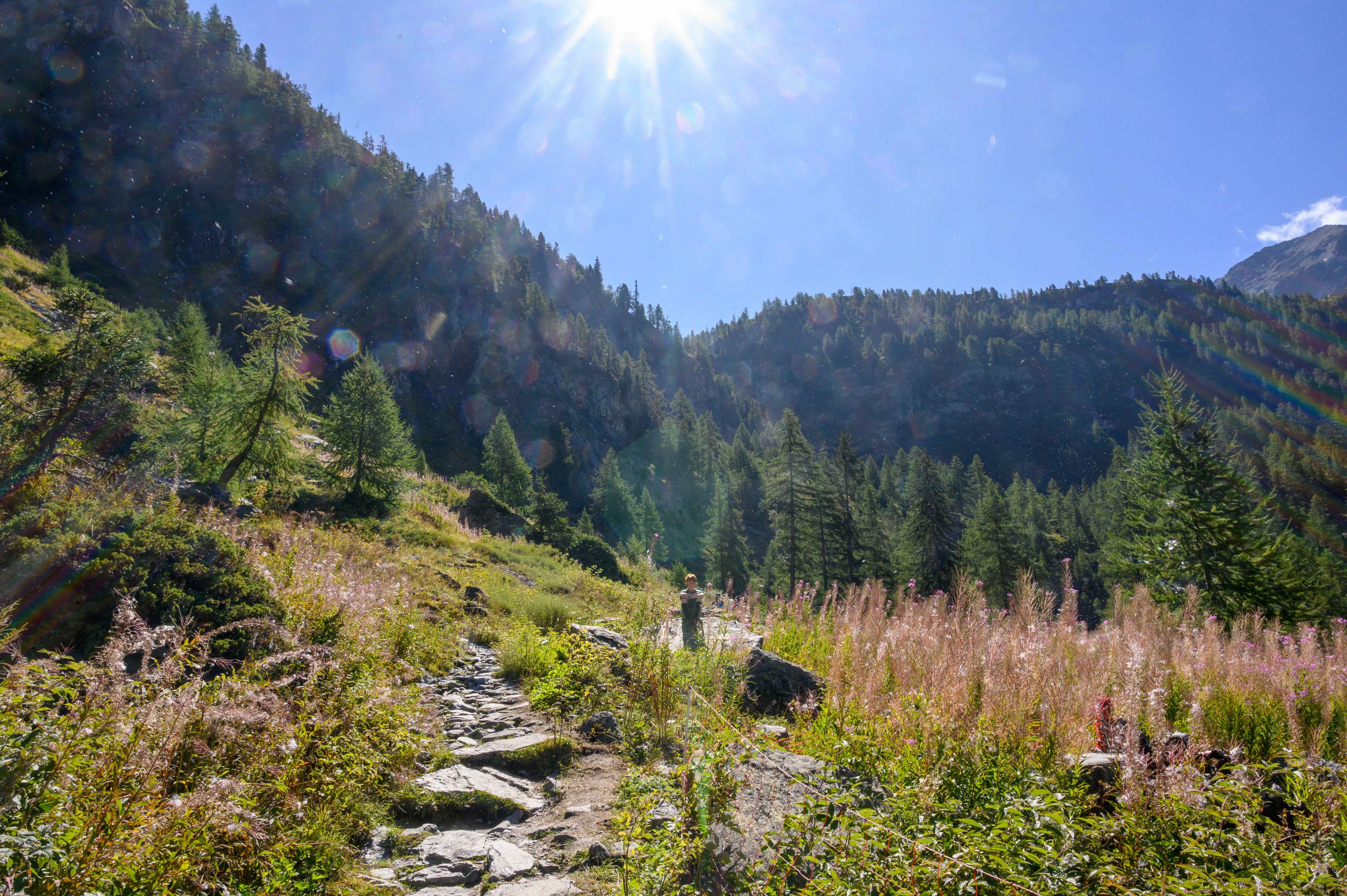 Sunlit meadow ascent toward pine-clad valley