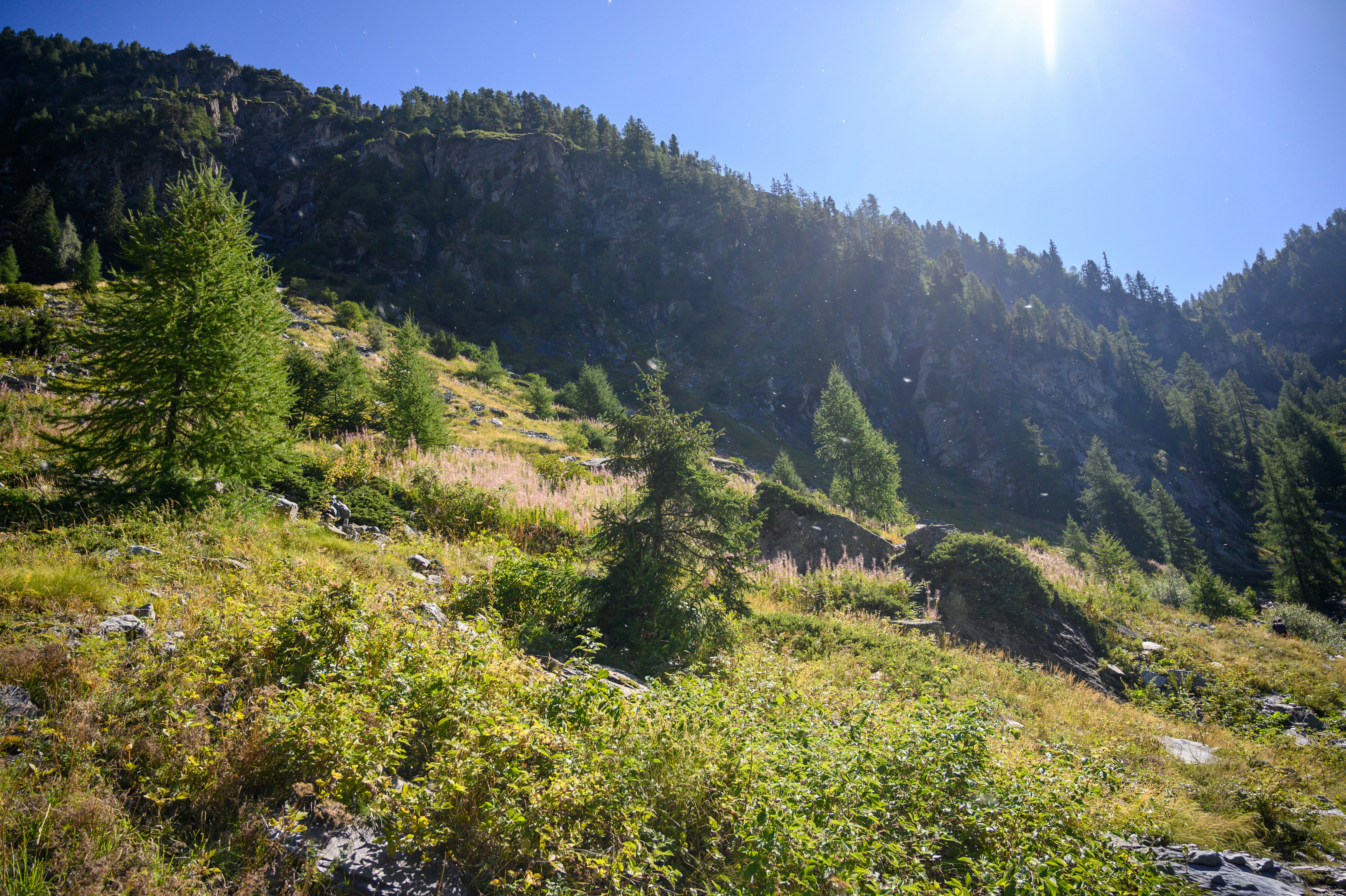 Sunlit Alpine Meadow Rising to a Pine-Speckled Cliff