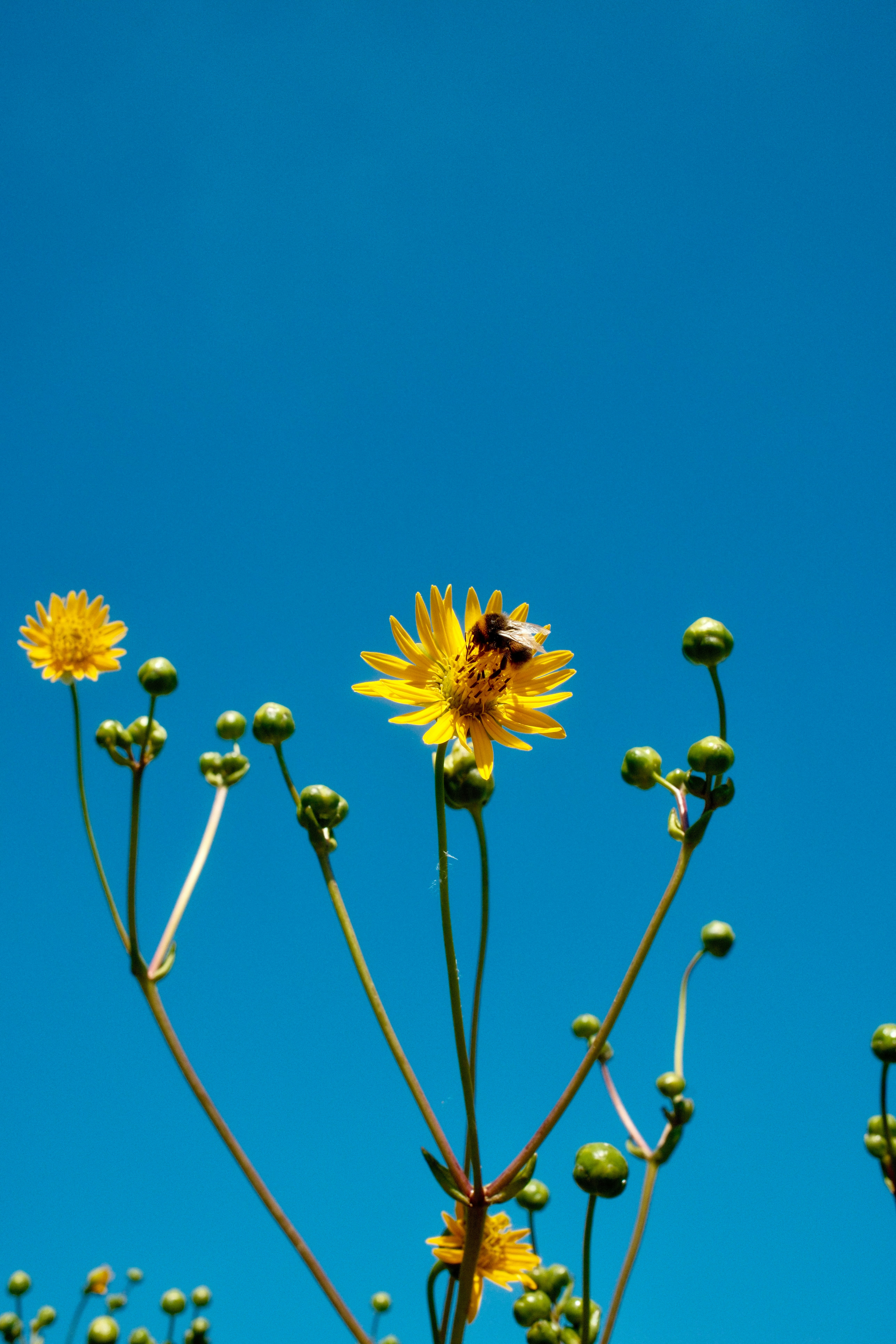 Sunny Bee and the Center Bloom