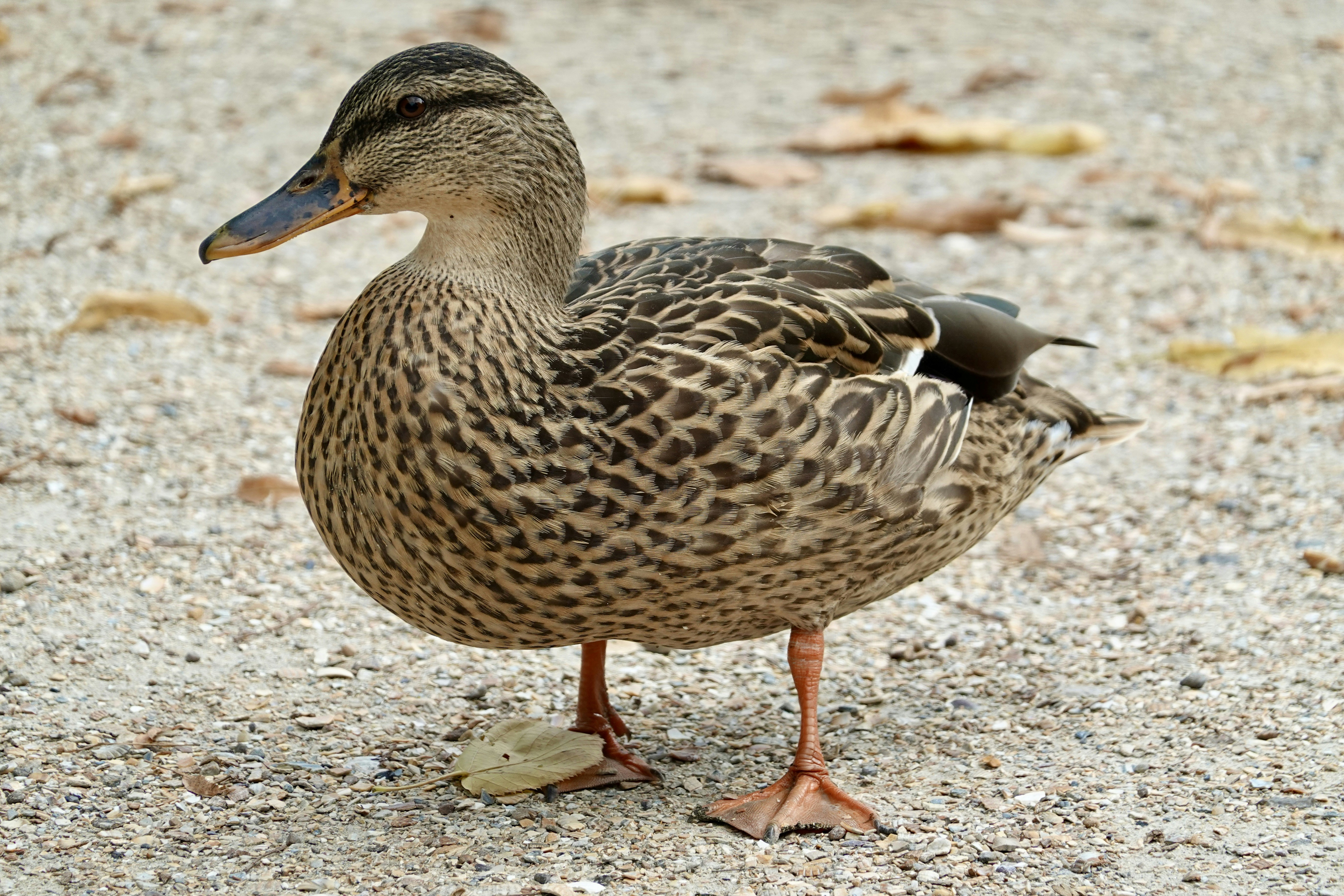 A female mallard stands on a pebbled ground with scattered leaves, showcasing detailed plumage and orange feet in natural light. This is a high-resolution still, not a reproduction.