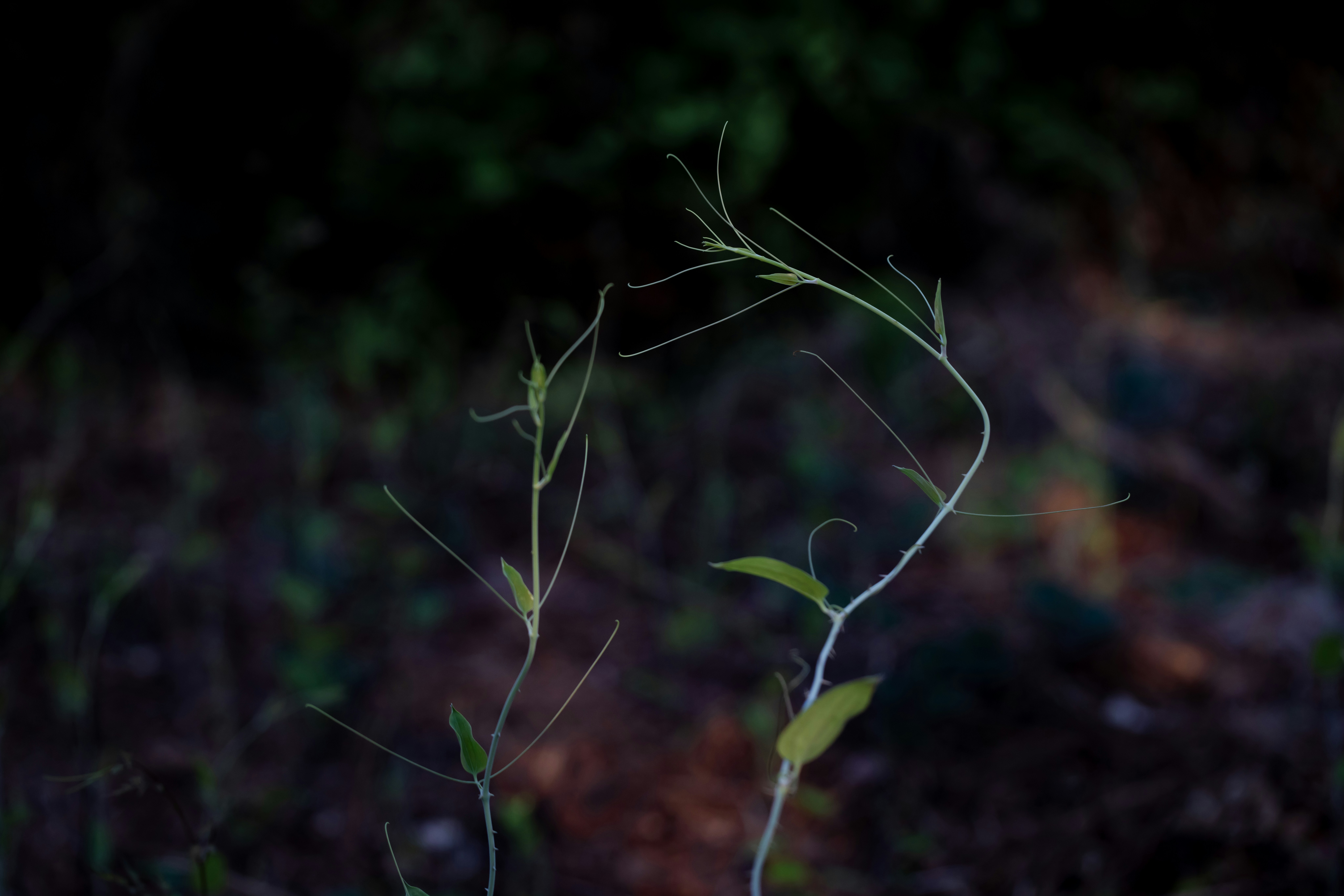 Delicate Sprout Against a Shadowed Forest Floor