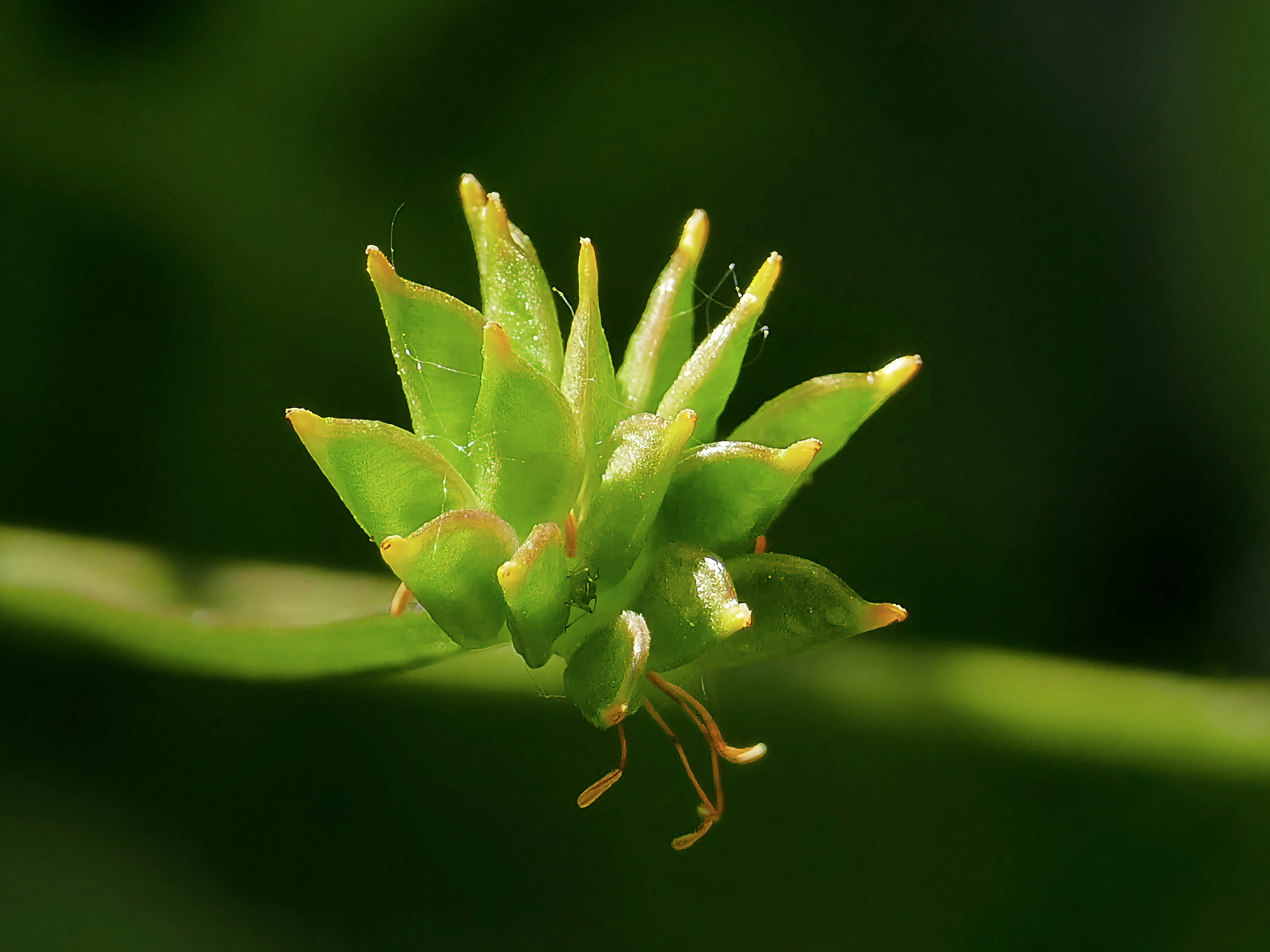 Emerald Bud: Macro Bloom Centered on a Fresh Green Crest
