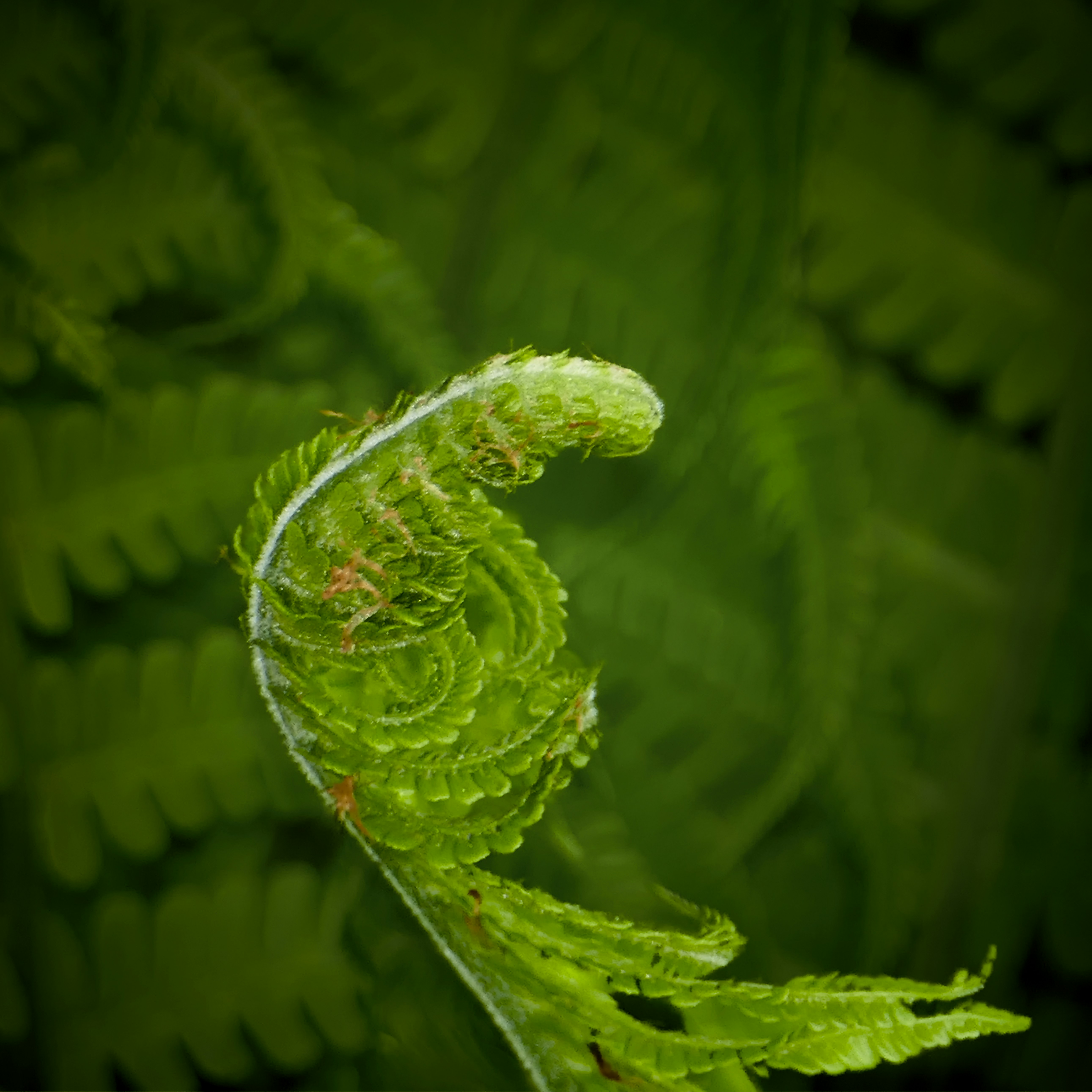 Coiled Fern Tender: Close-Up of New Growth in Emerald Depths