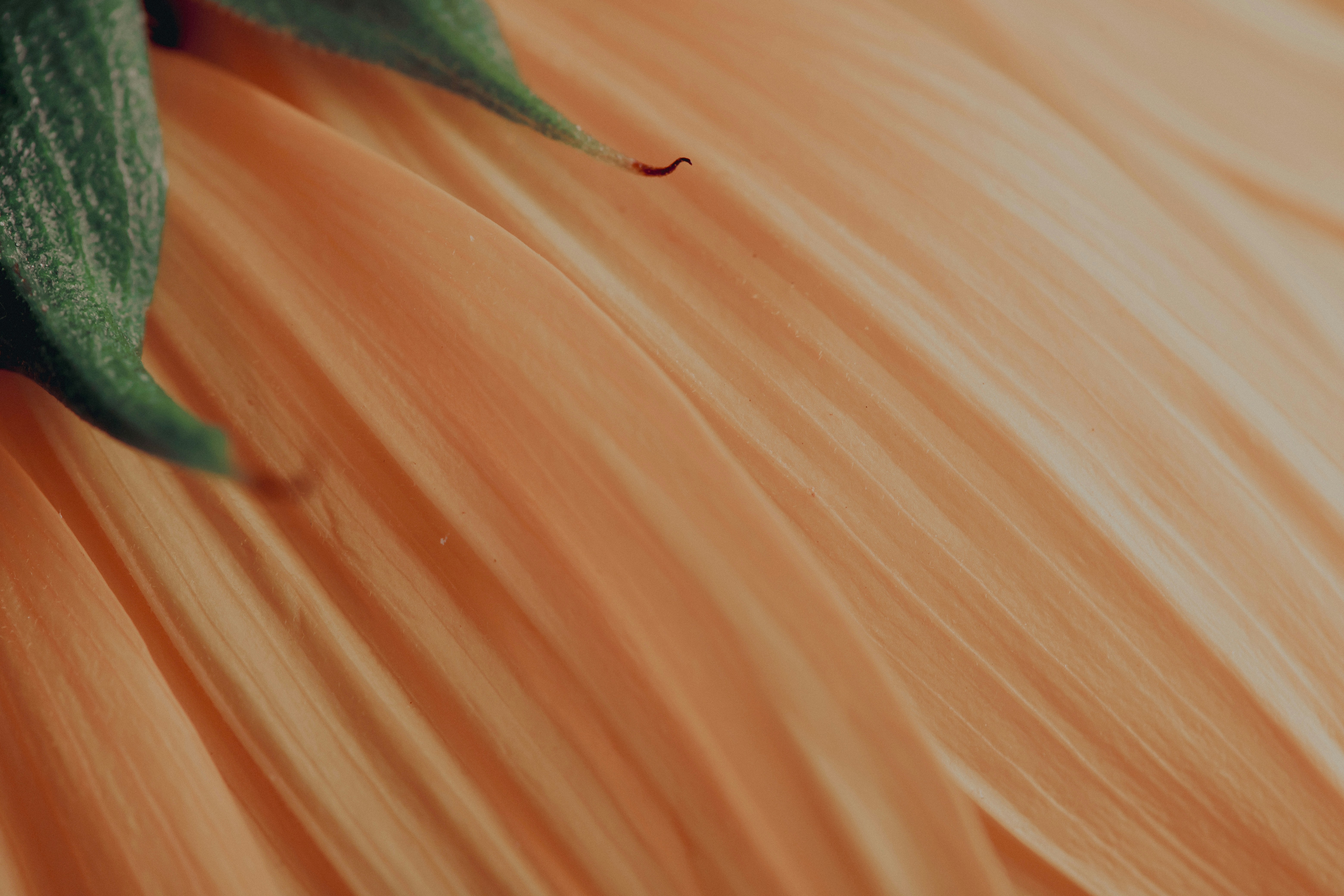Peach Petals: Close-Up of a Delicate Orange Bloom with Soft Veining