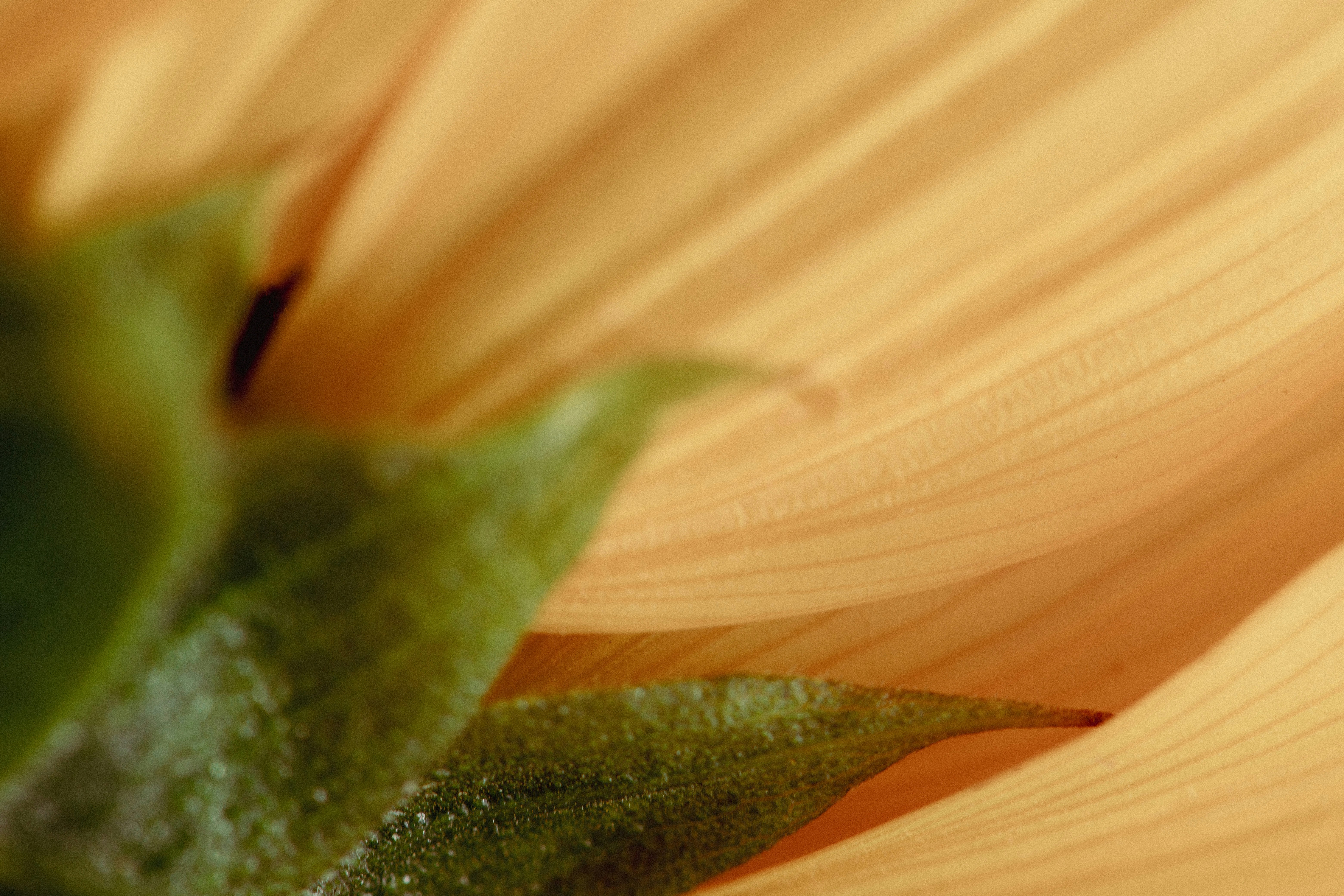 Petals and Leaf—A Close-In Study of Texture and Warm Tines
