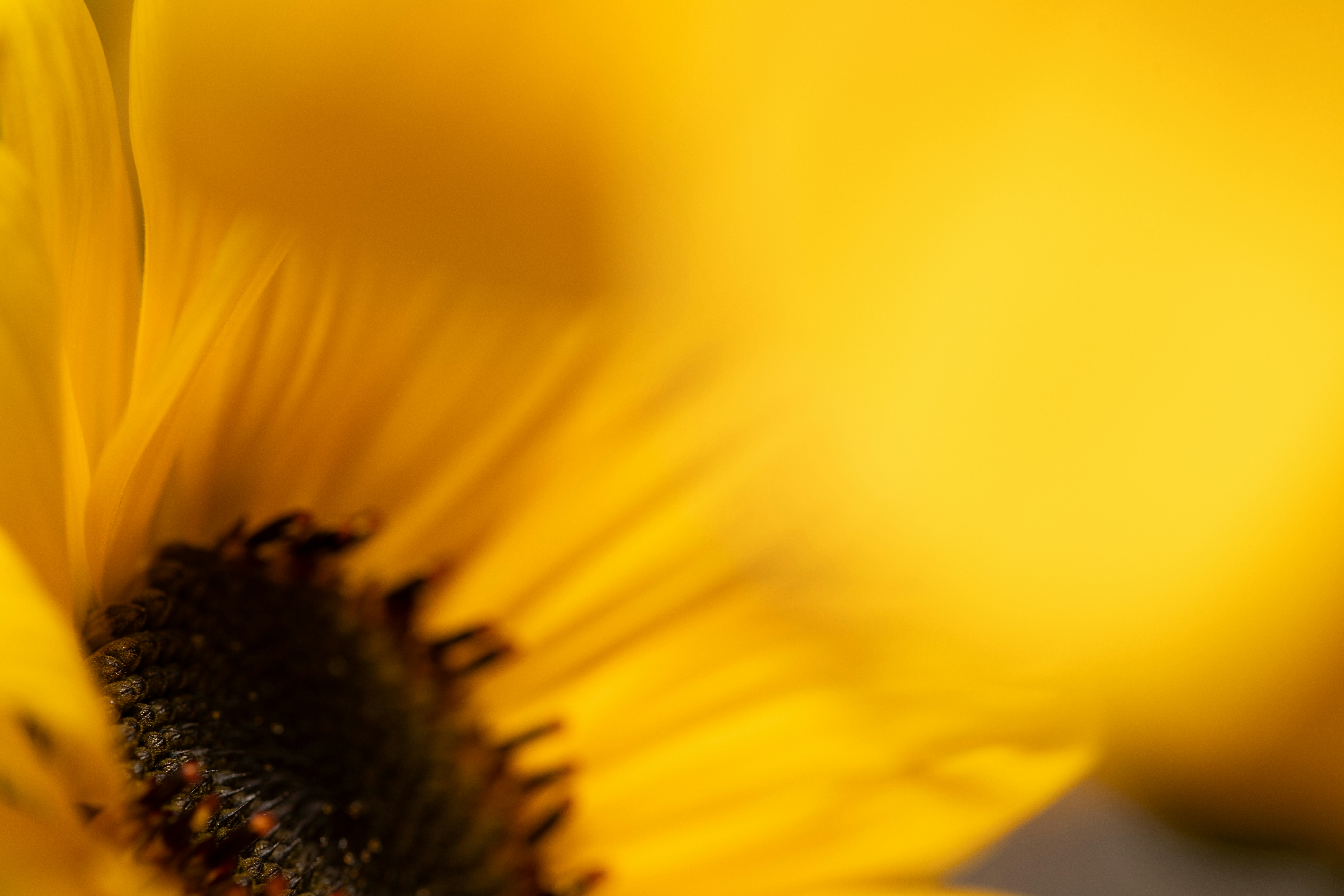 Sunlit Orange Bloom: A Macro Study of Petals and Center