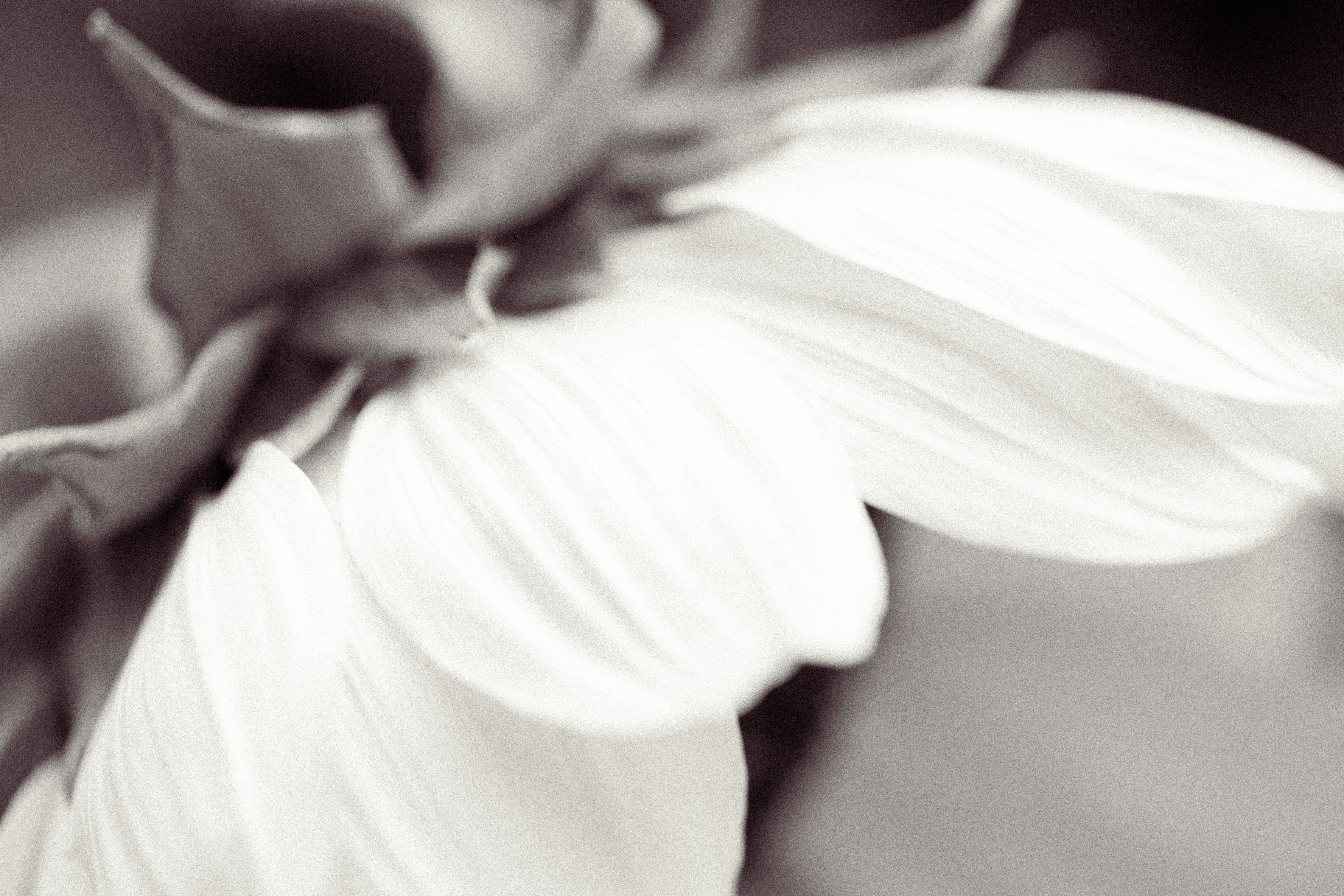 Petals in Soft Focus: A Monochrome Bloom Close-Up