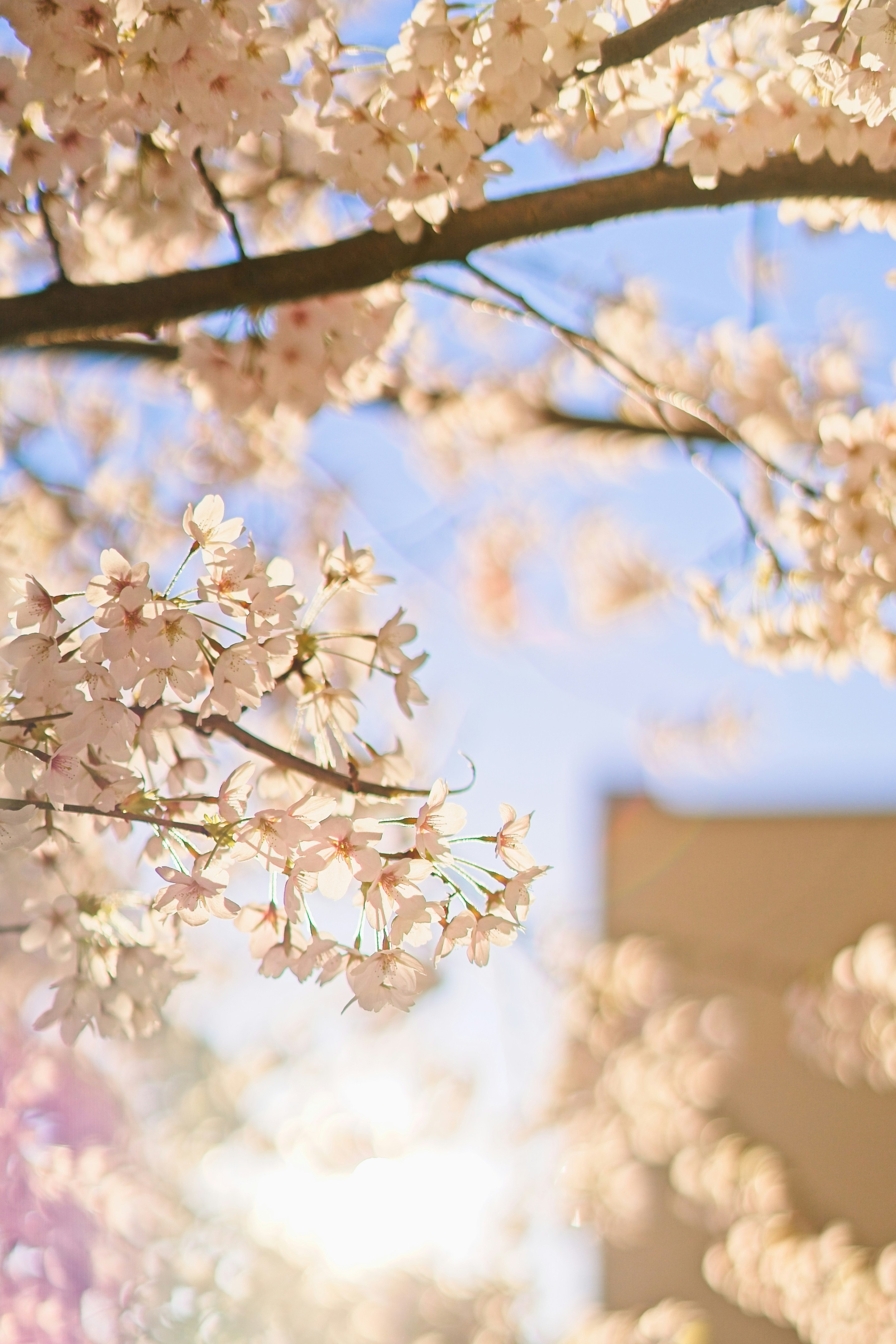 Soft Focus Cherry Bloom Over Sunlit City
