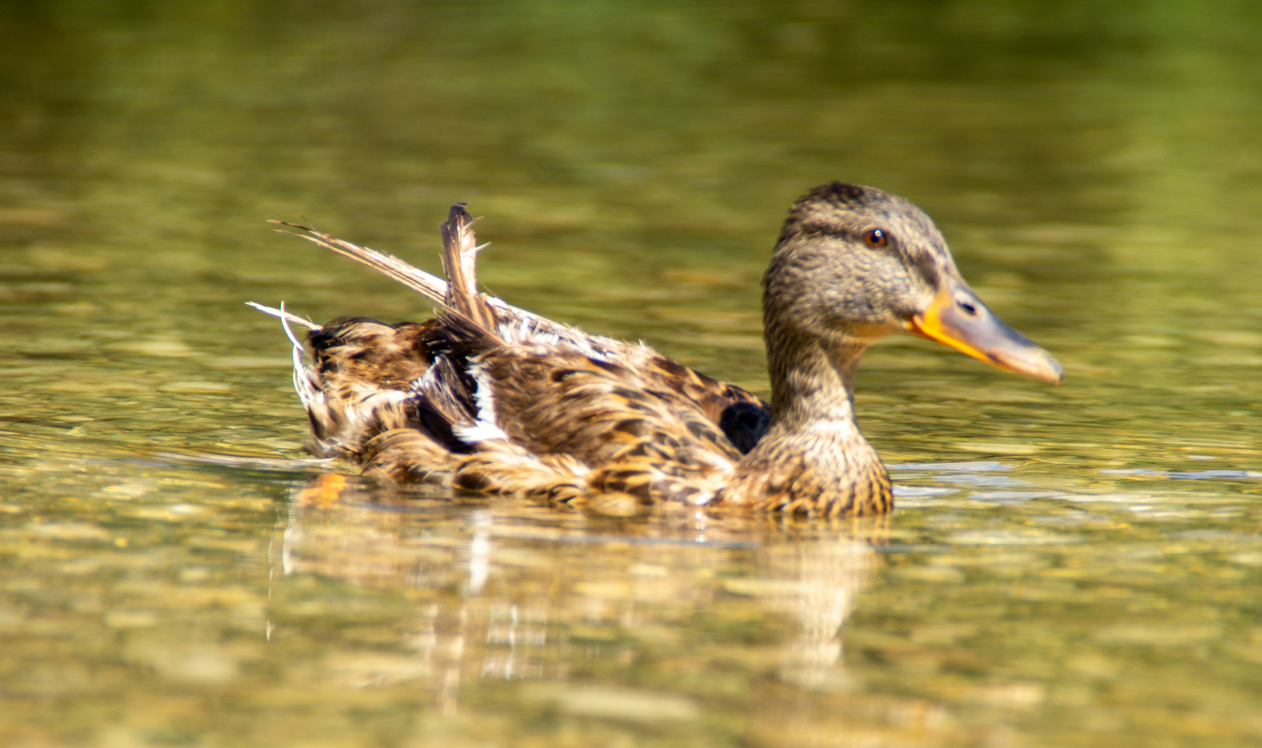 Azure Wake: A Mallard Glide Across Quiet Golden Light