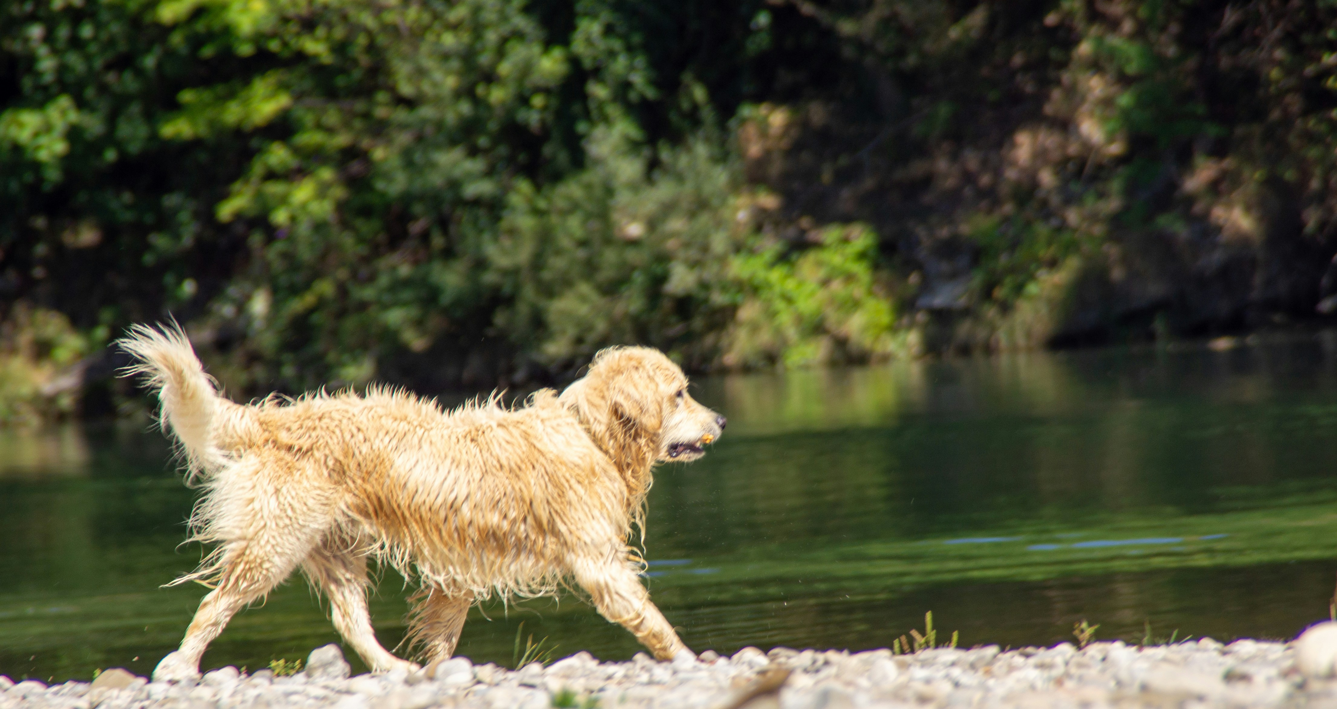 Golden Wanderer by the Riverbank
