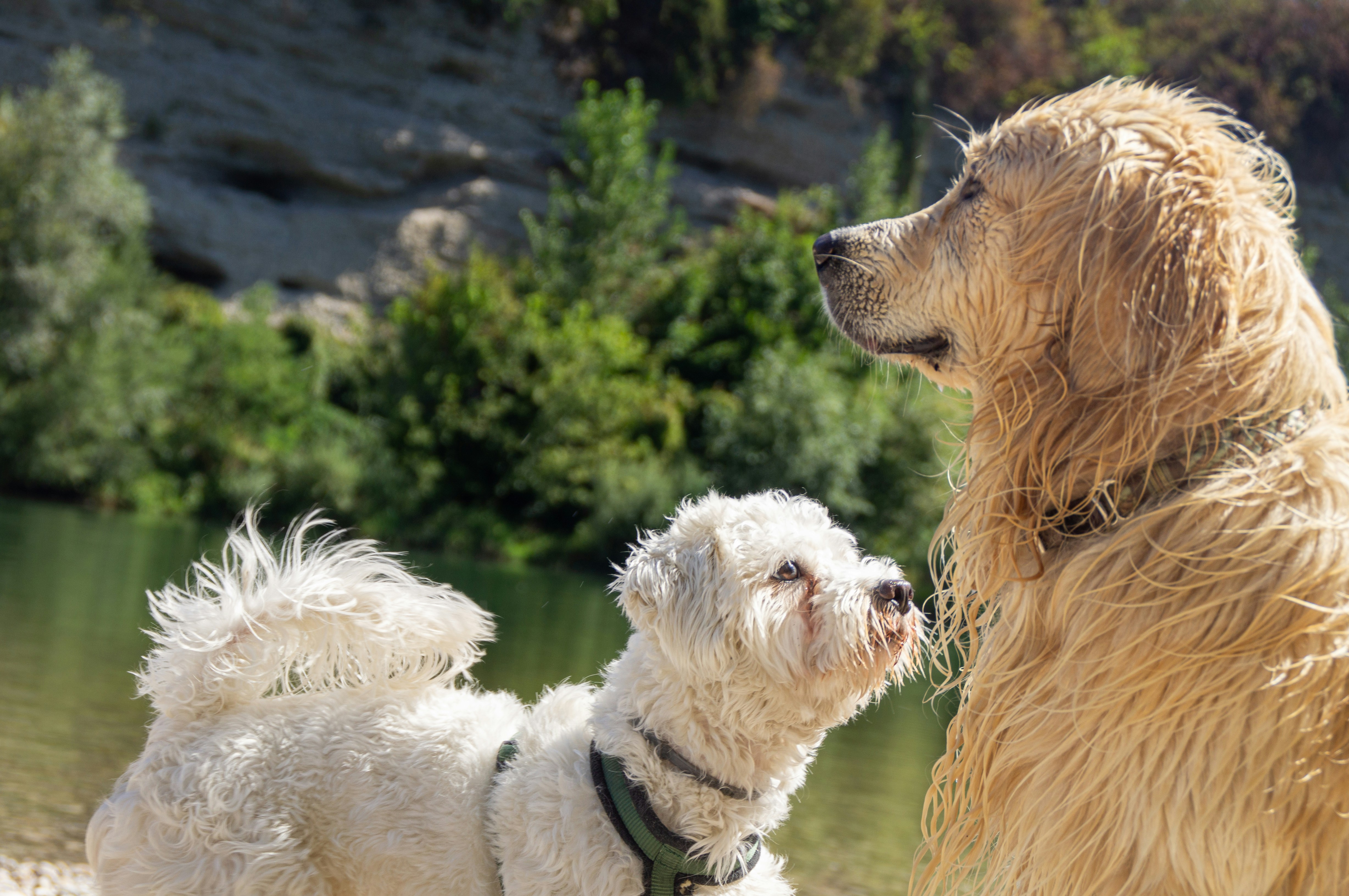 Golden Companions by the Lakeside