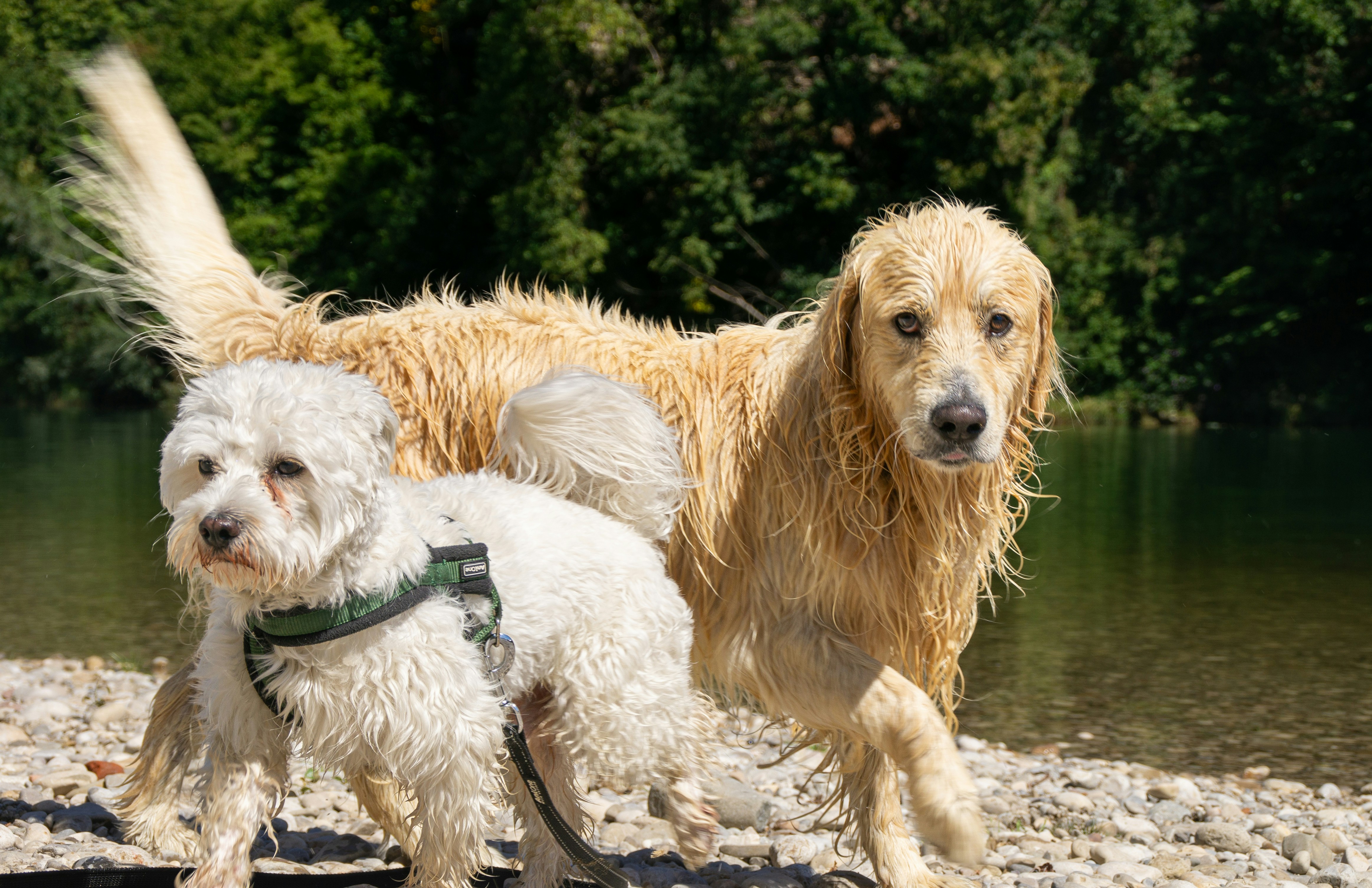 Two Wet-Coated Lifeguards: Buddies Splashing by the Shore