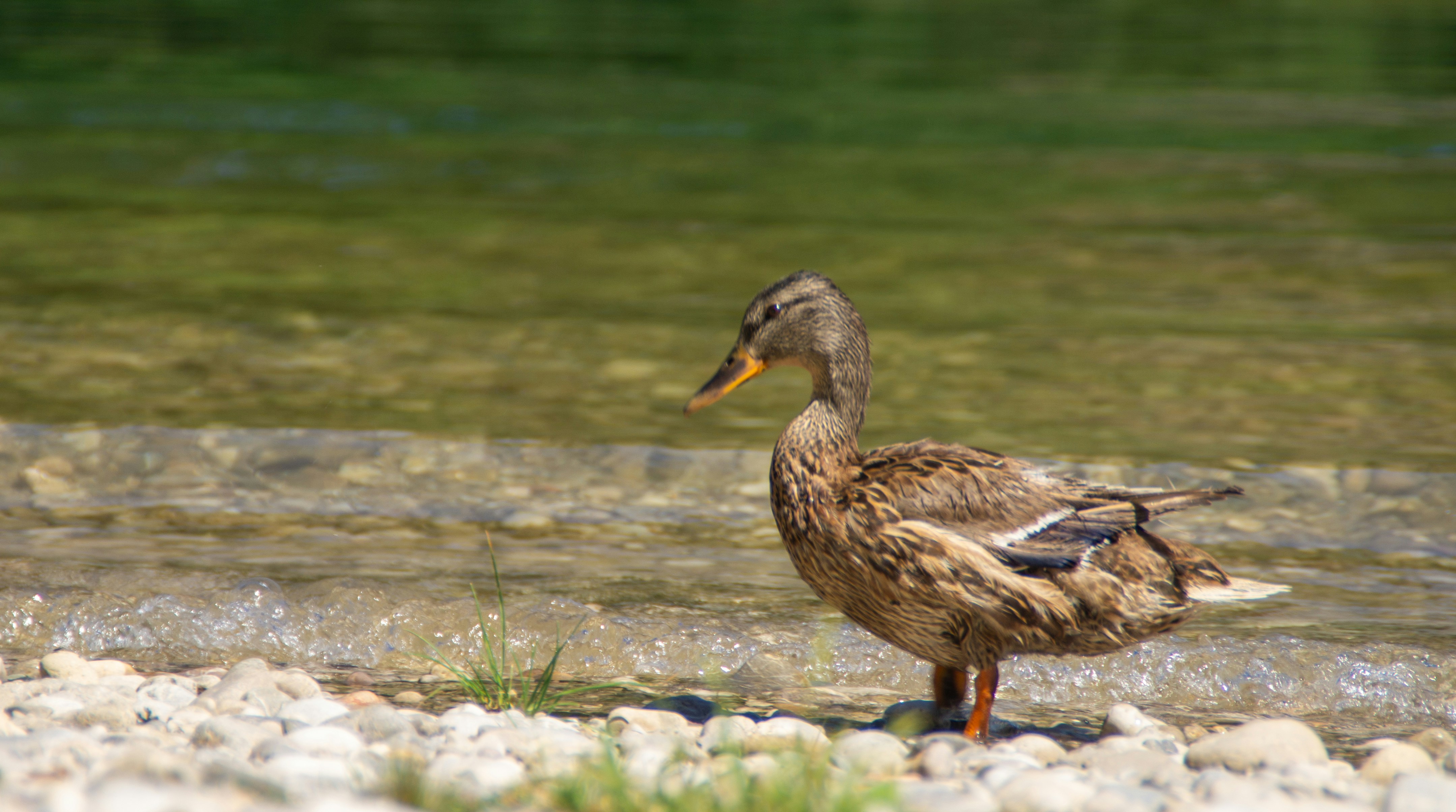 Ducks at the Shore: A Quiet Riverside Moment