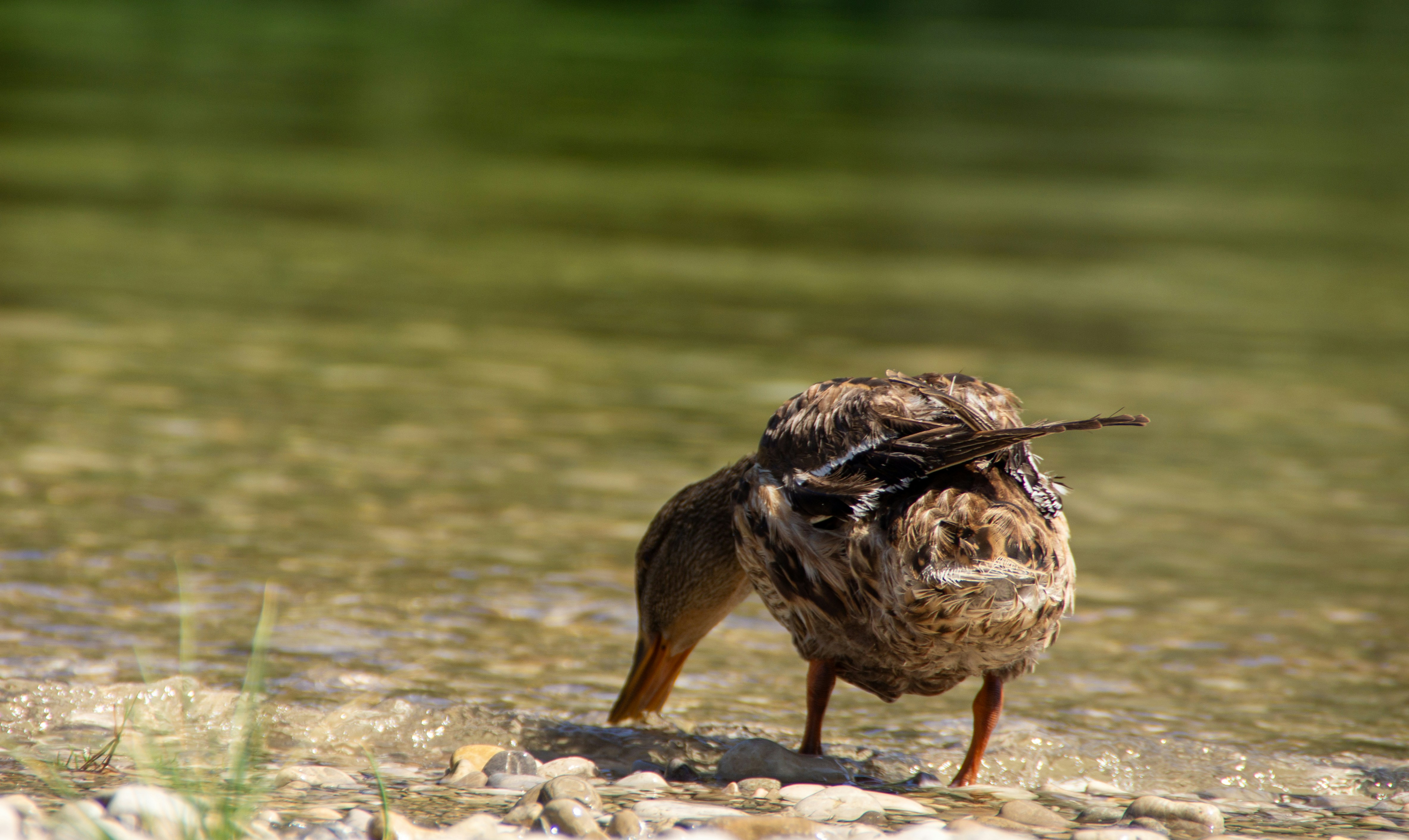 Wading Wren: A Downturned Beak at the Water's Edge