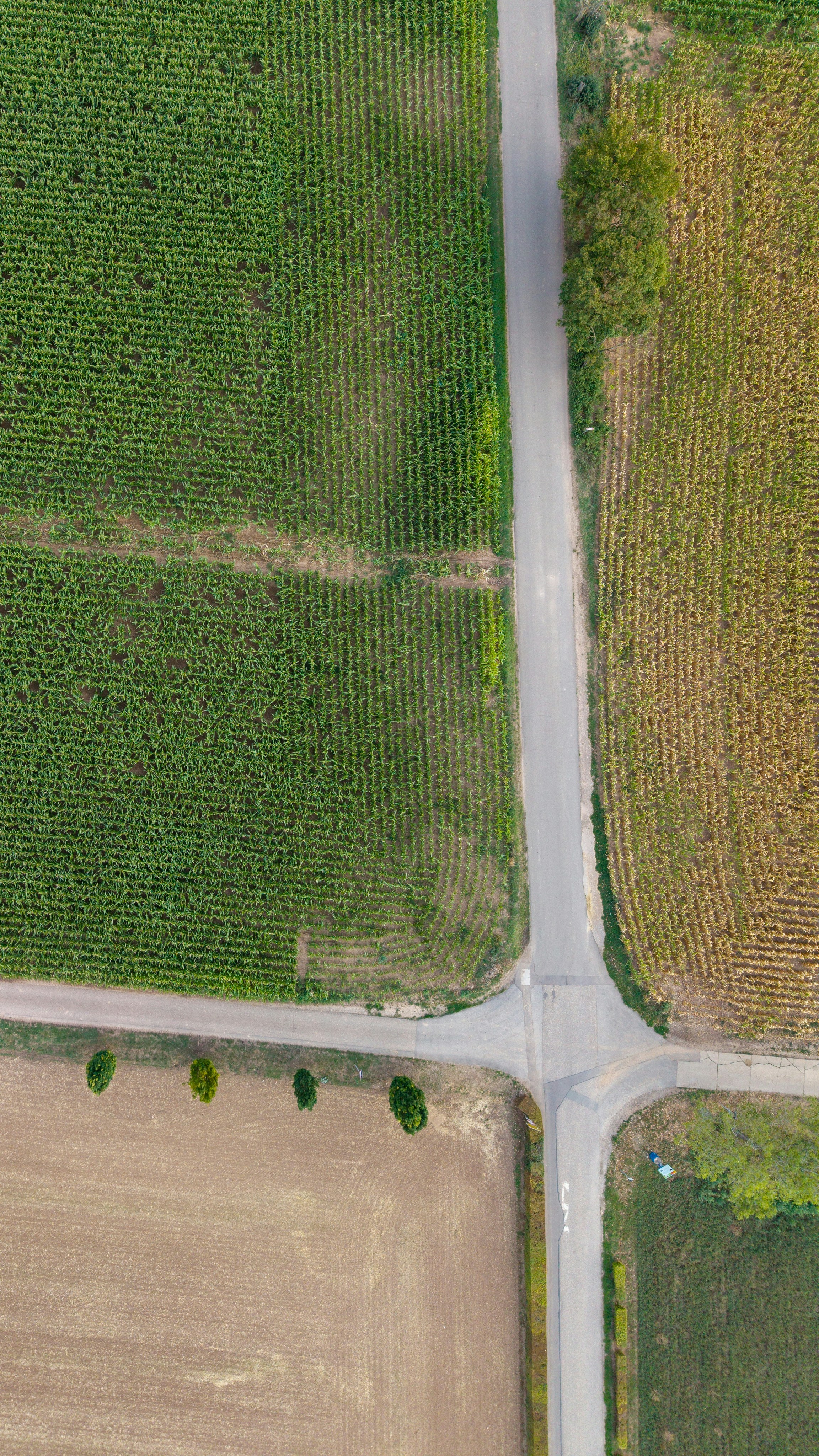 Orchard Road Crossing: An Aerial Intersection of Crops and Concrete