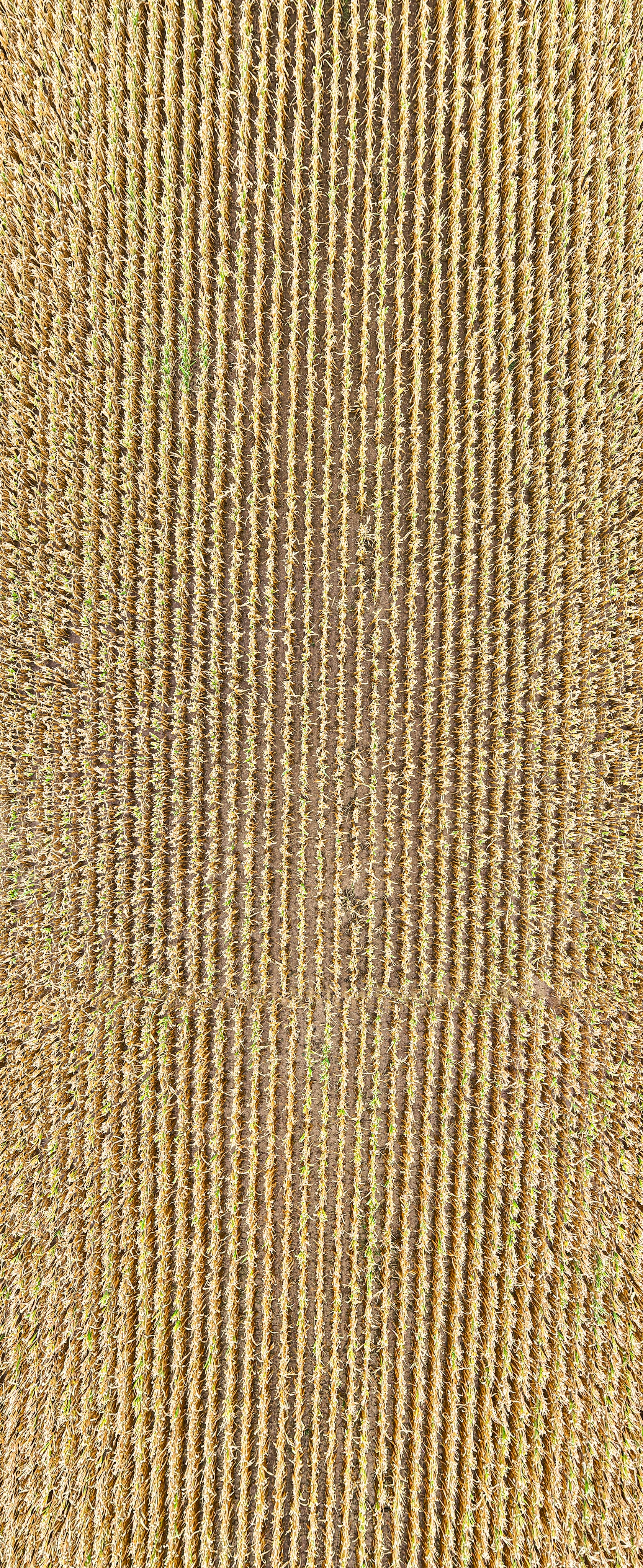 Field Lines: A Distant Farmrow in Golden Twilight