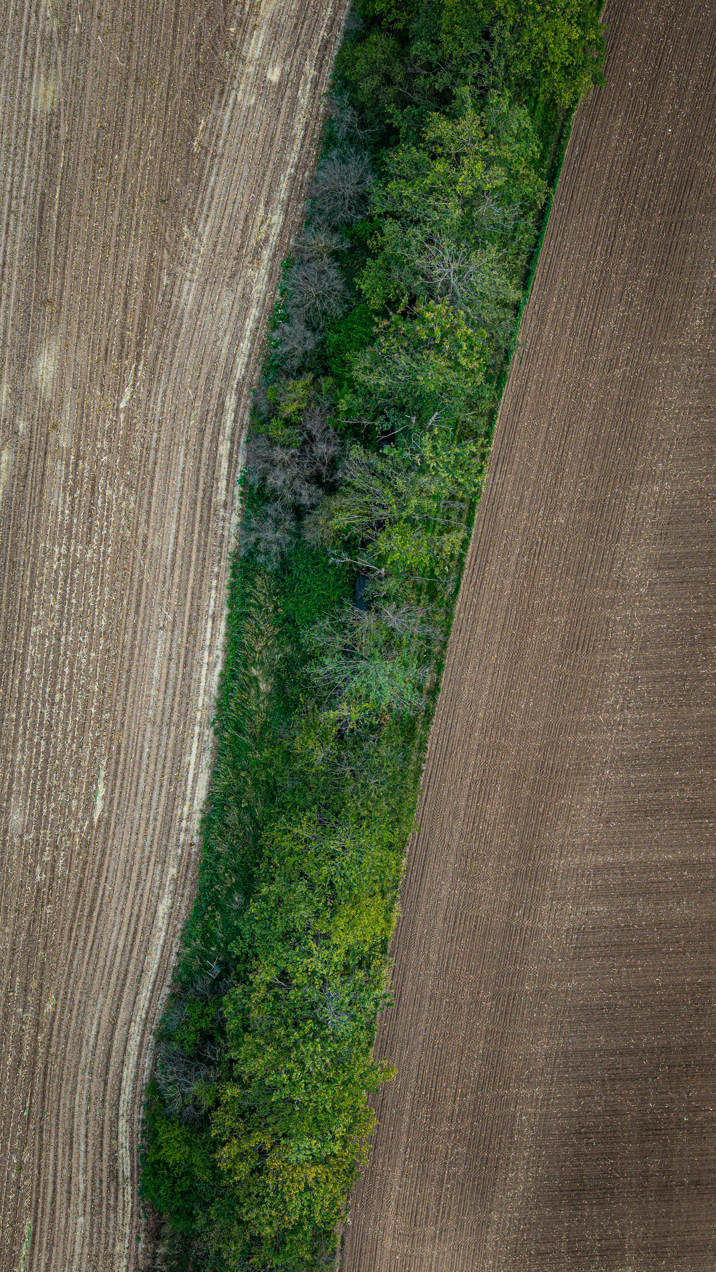Sylvan Ribbon: A Linear Thread of Trees Between Harvested Fields