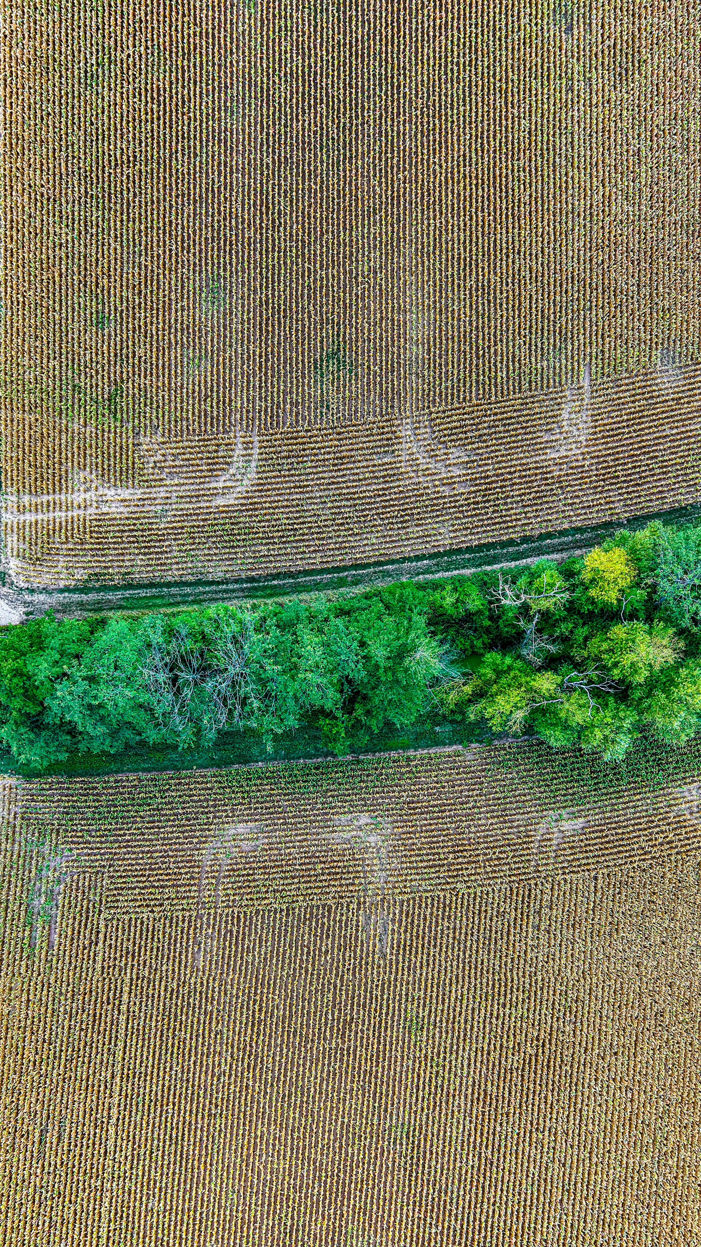 Parallel Rows and a Green Vein: A Drone’s Eye over Planted Fields