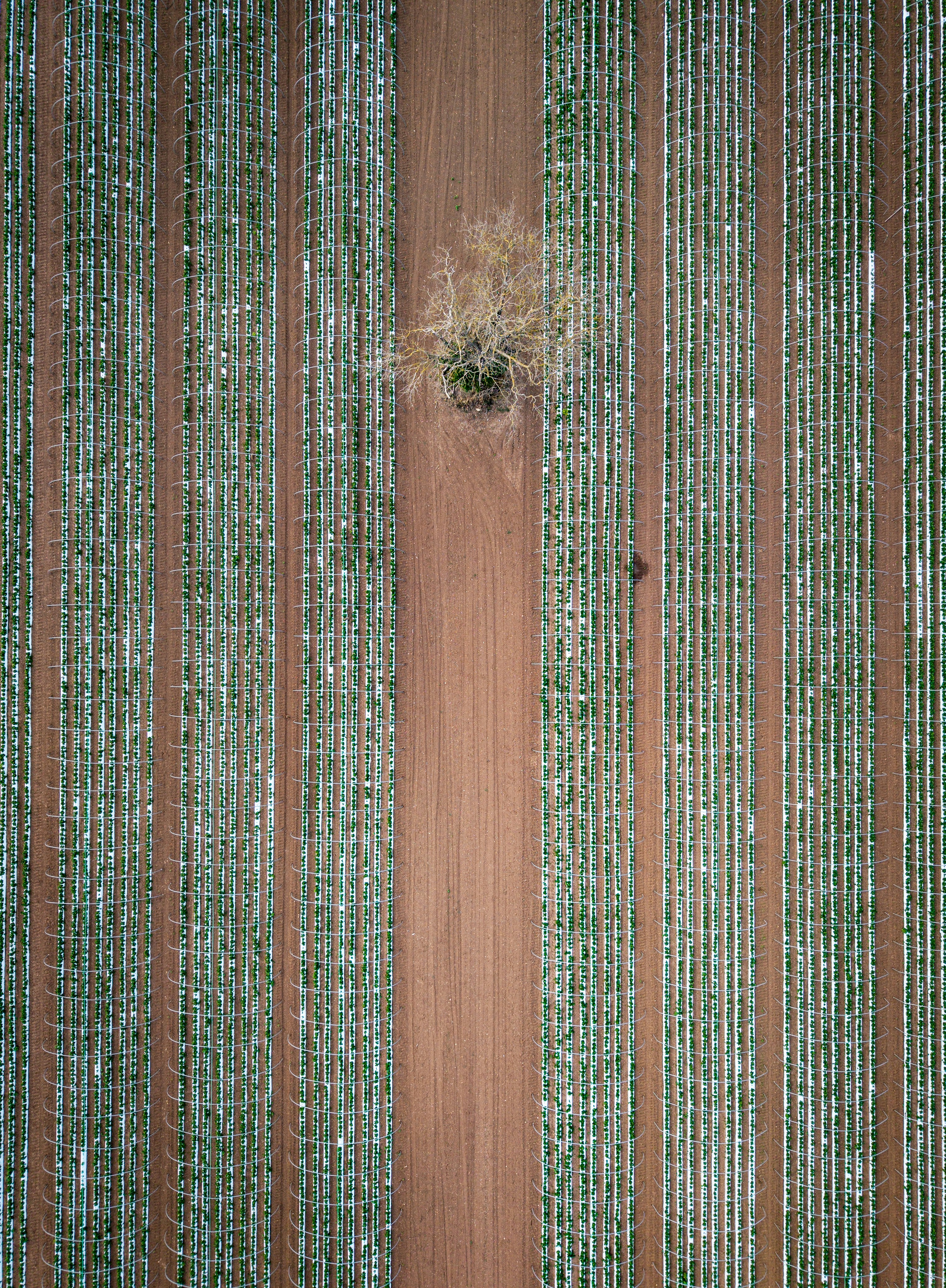 Symmetry in the Rows: Lone Tree at the Track of Rows
