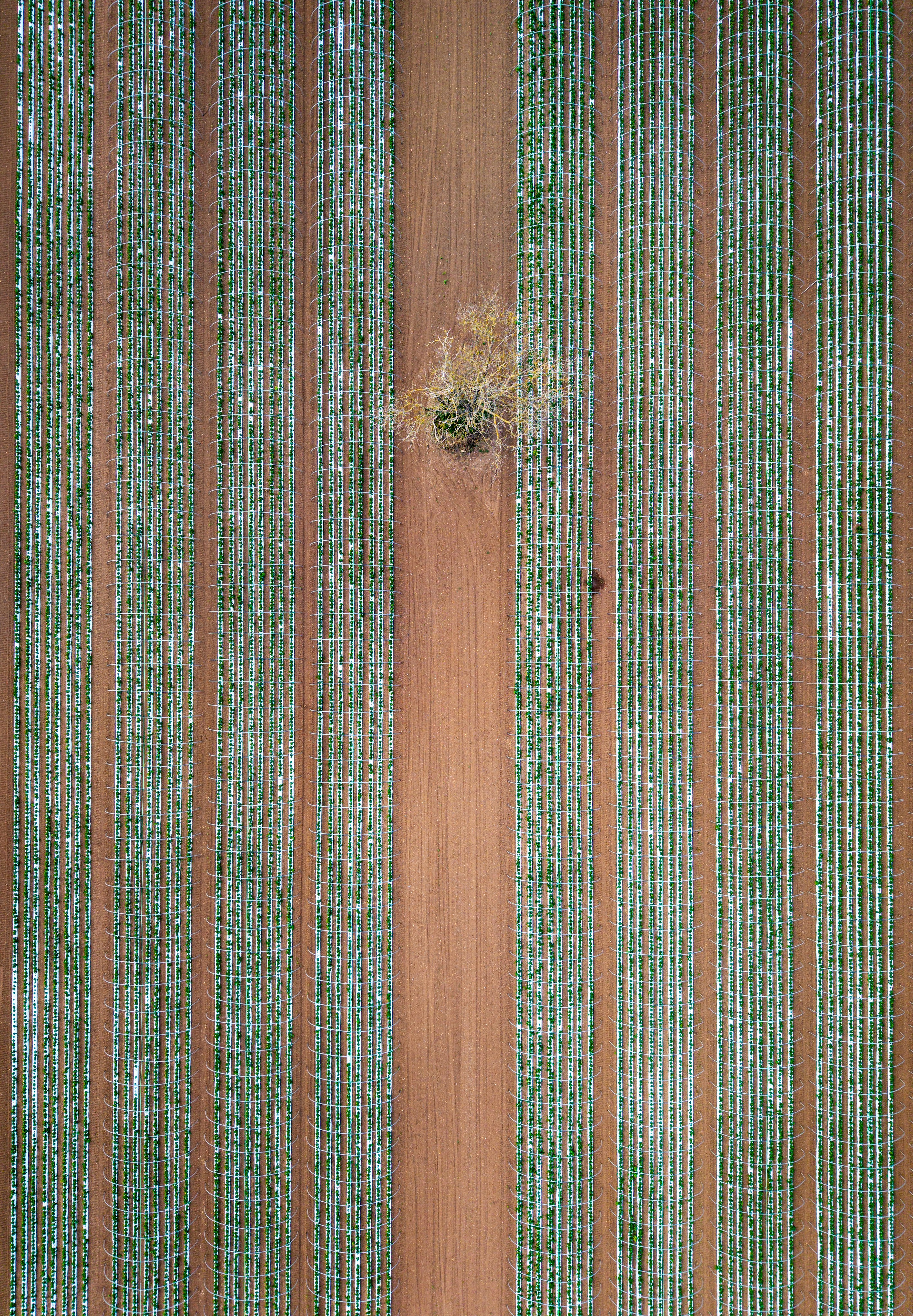 Solo Tree in a Corridor of Rows: Aerial Scene Through Agricultural Lines