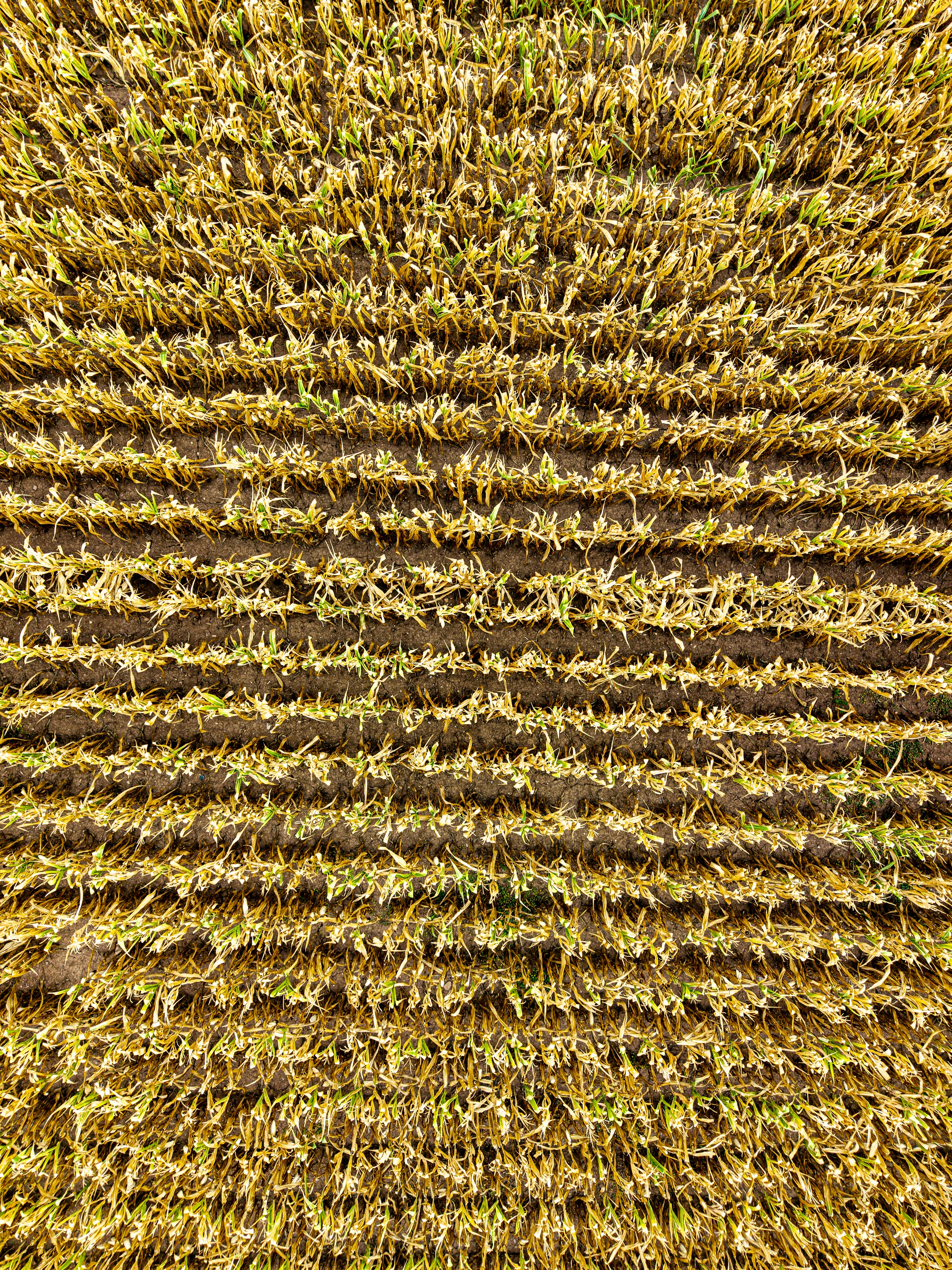 Golden Rows: A Drone’s Eye View of a Harvest Field