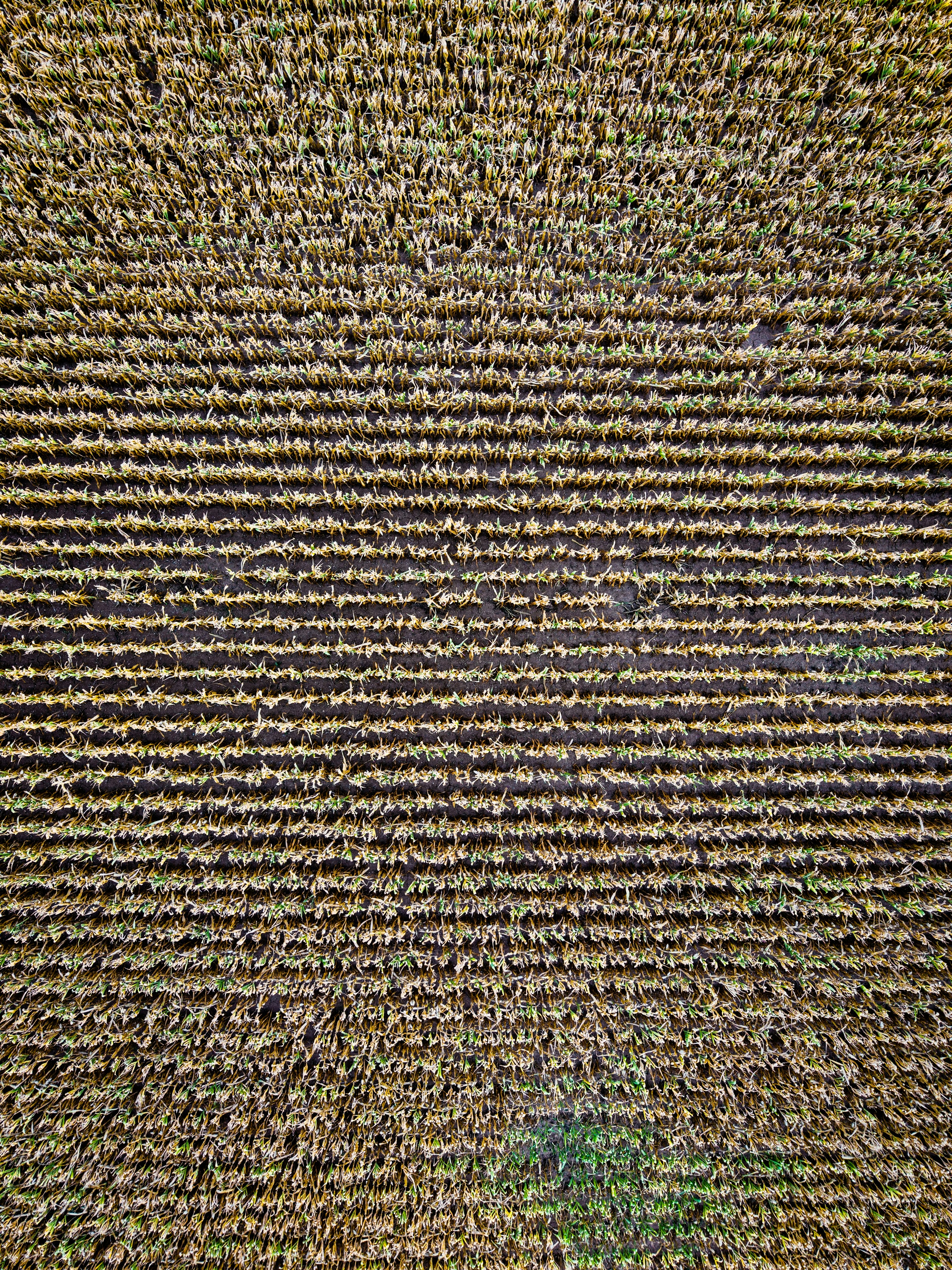 Harvest Rows: Aerial Rhythm Over Terraced Fields