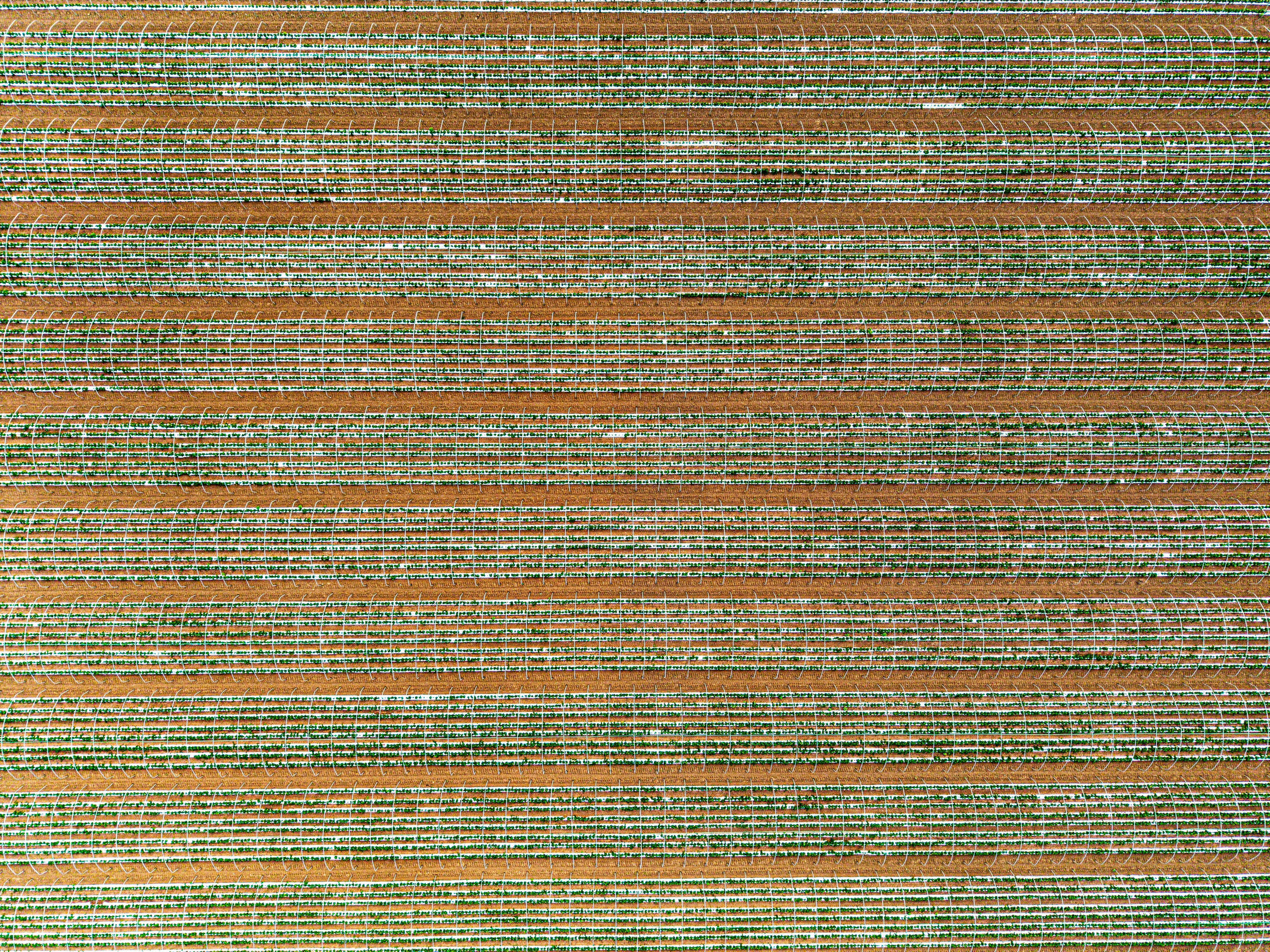 Aerial Quilt: Parallel Lines of Harvested Fields