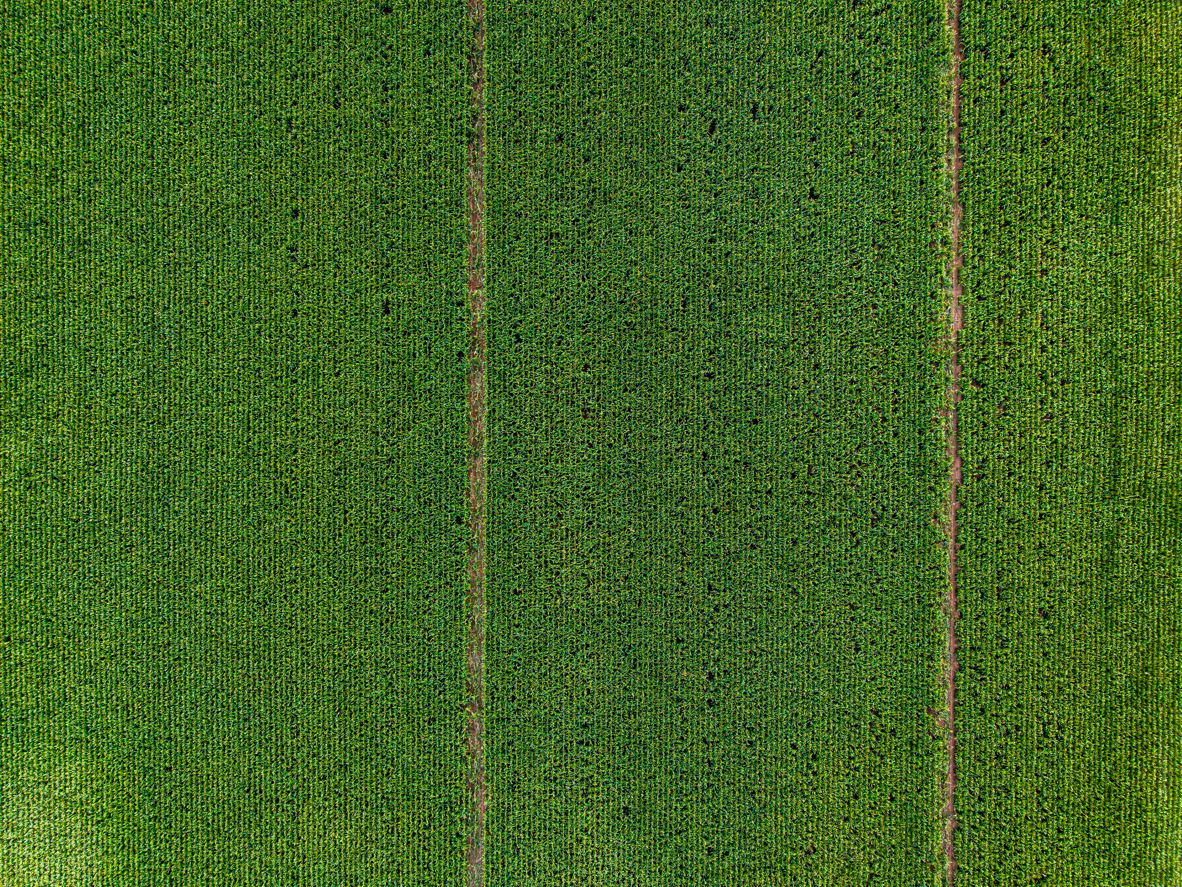 Verdant Stripes: Agricultural Rows from Above