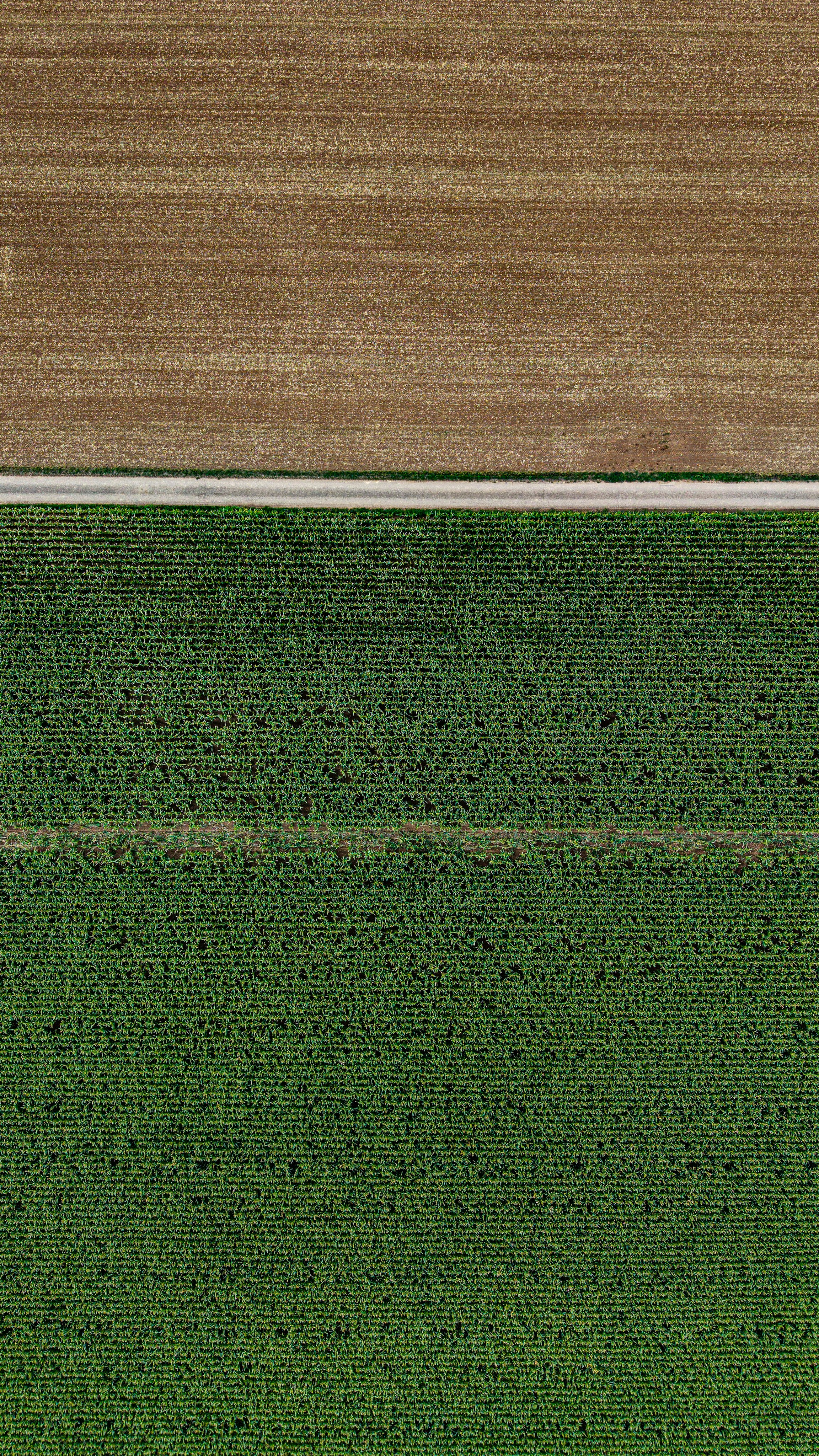 Crimson Field Roadway: Aerial View of Cropped Farmlands