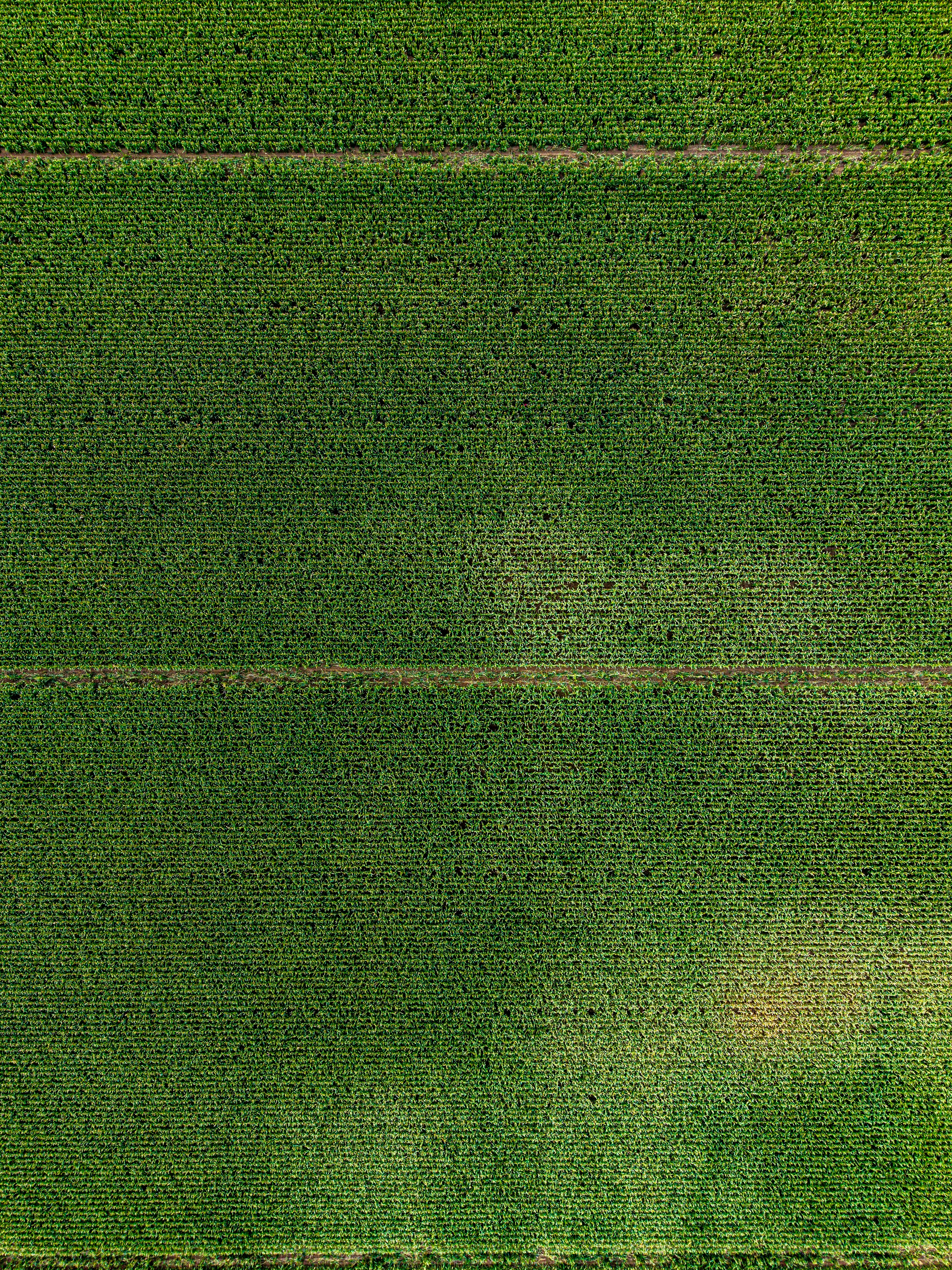 Green Grid: Aerial Patchwork of Fields and Paths