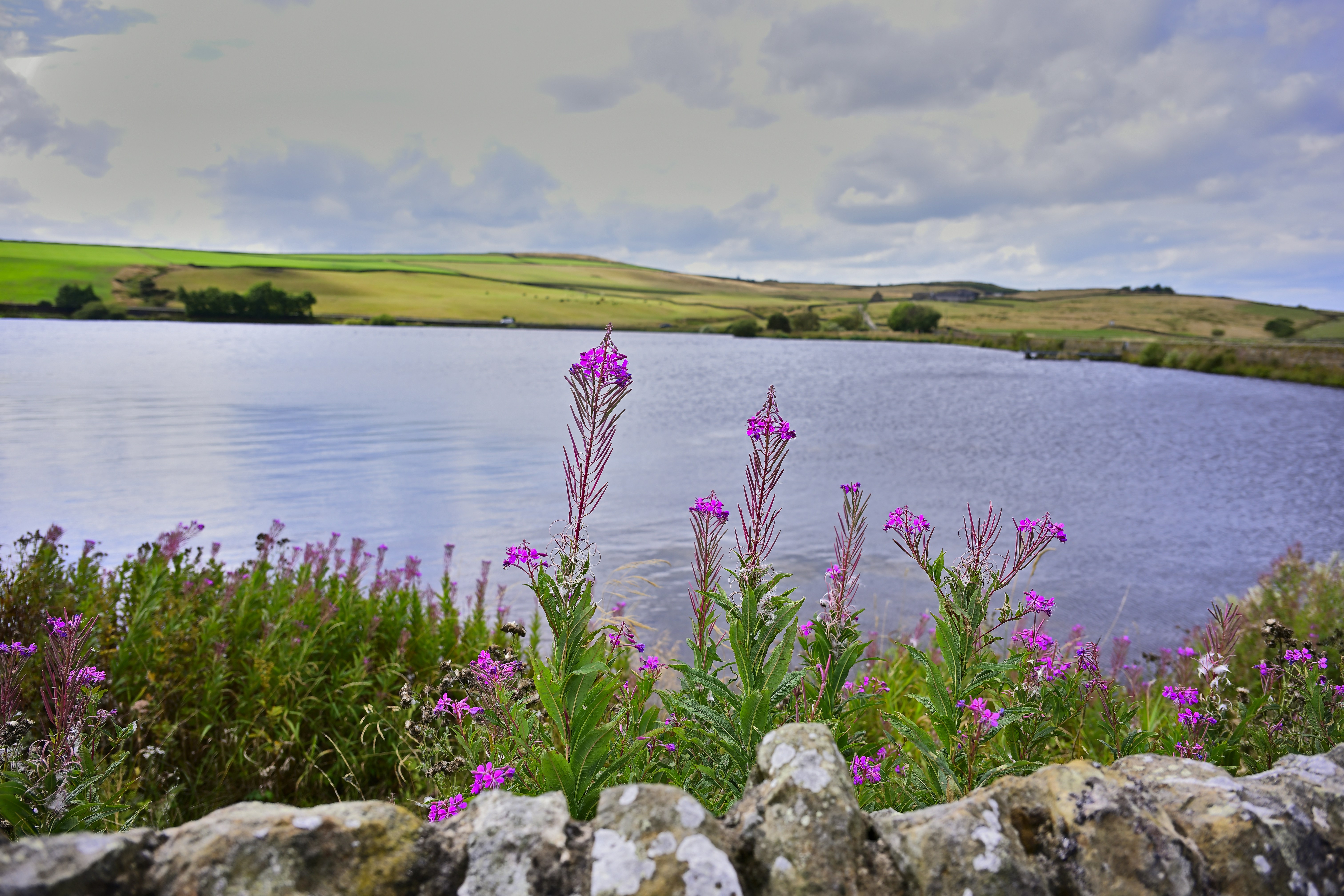 Pink summer bloom by the tranquil lake