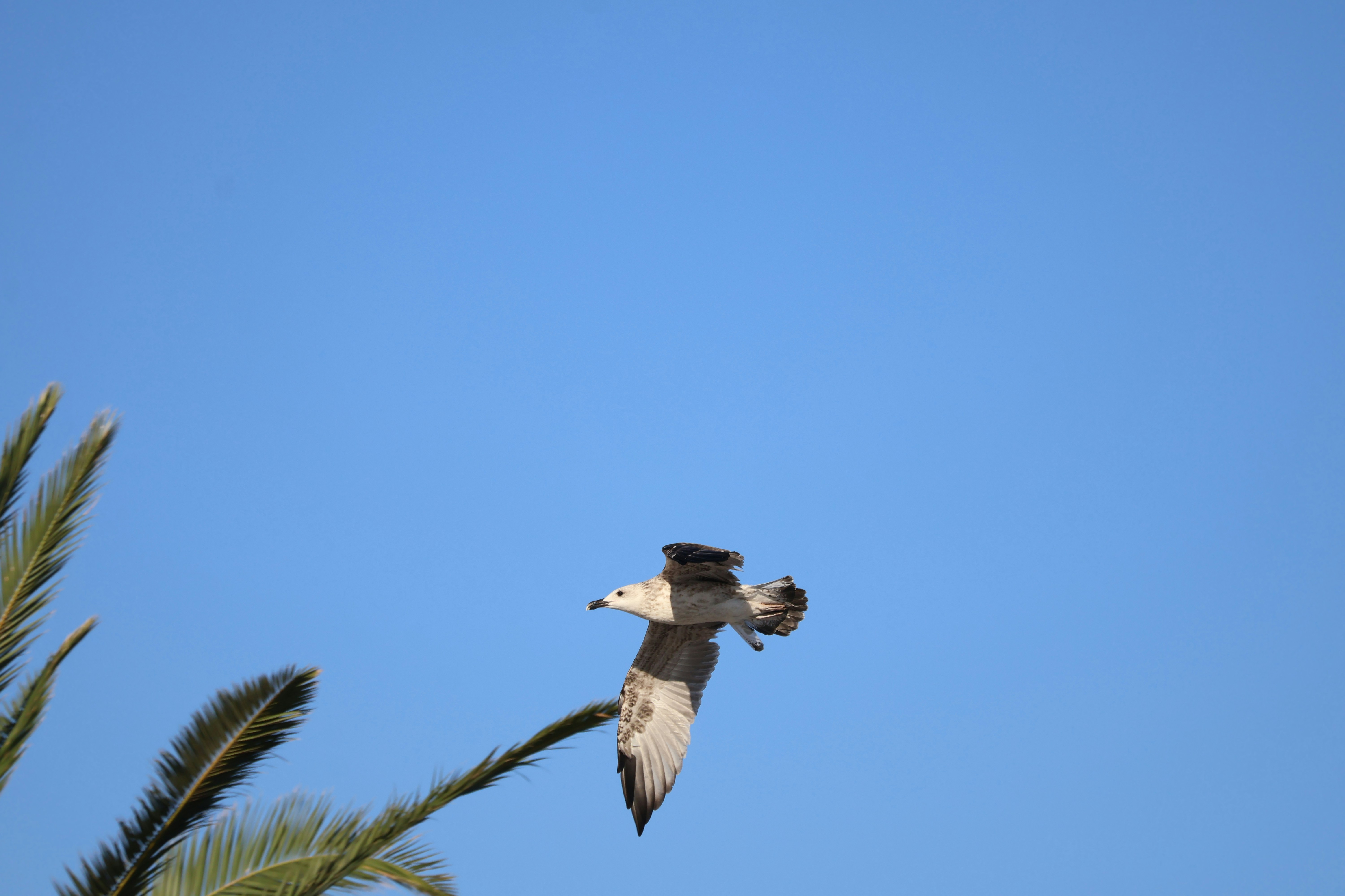 Soaring Glimpse: a Seagull Against a Clear Azure Sky